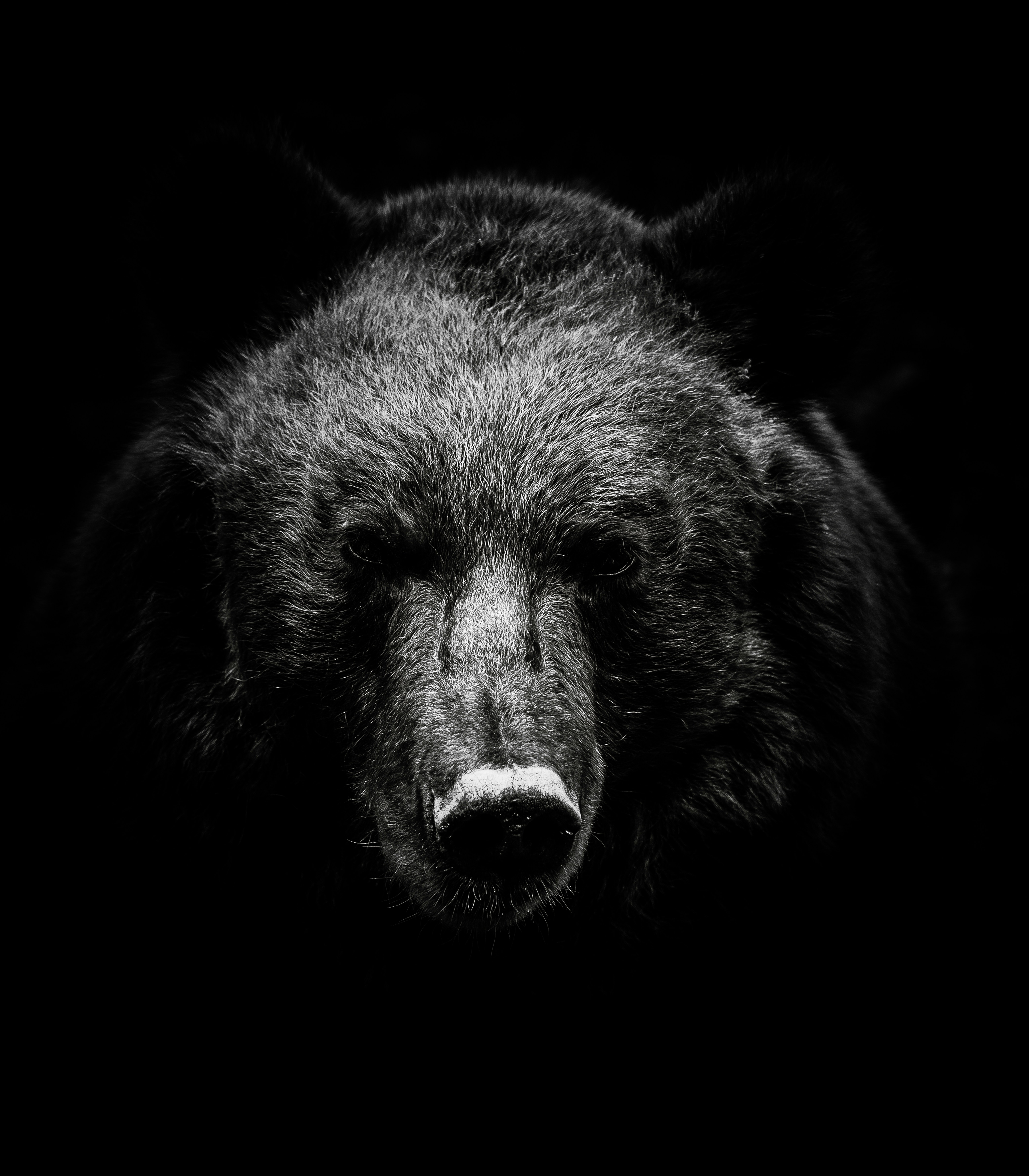 a black and white photo of a wolfLeonhard Niederwimmer