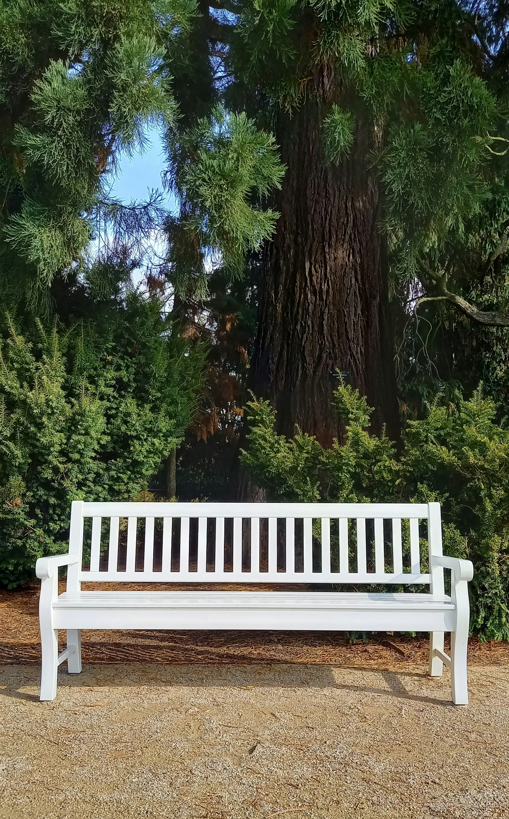 A white wooden bench sits invitingly amidst lush greenery, framed by towering trees. Ideal for moments of reflection.