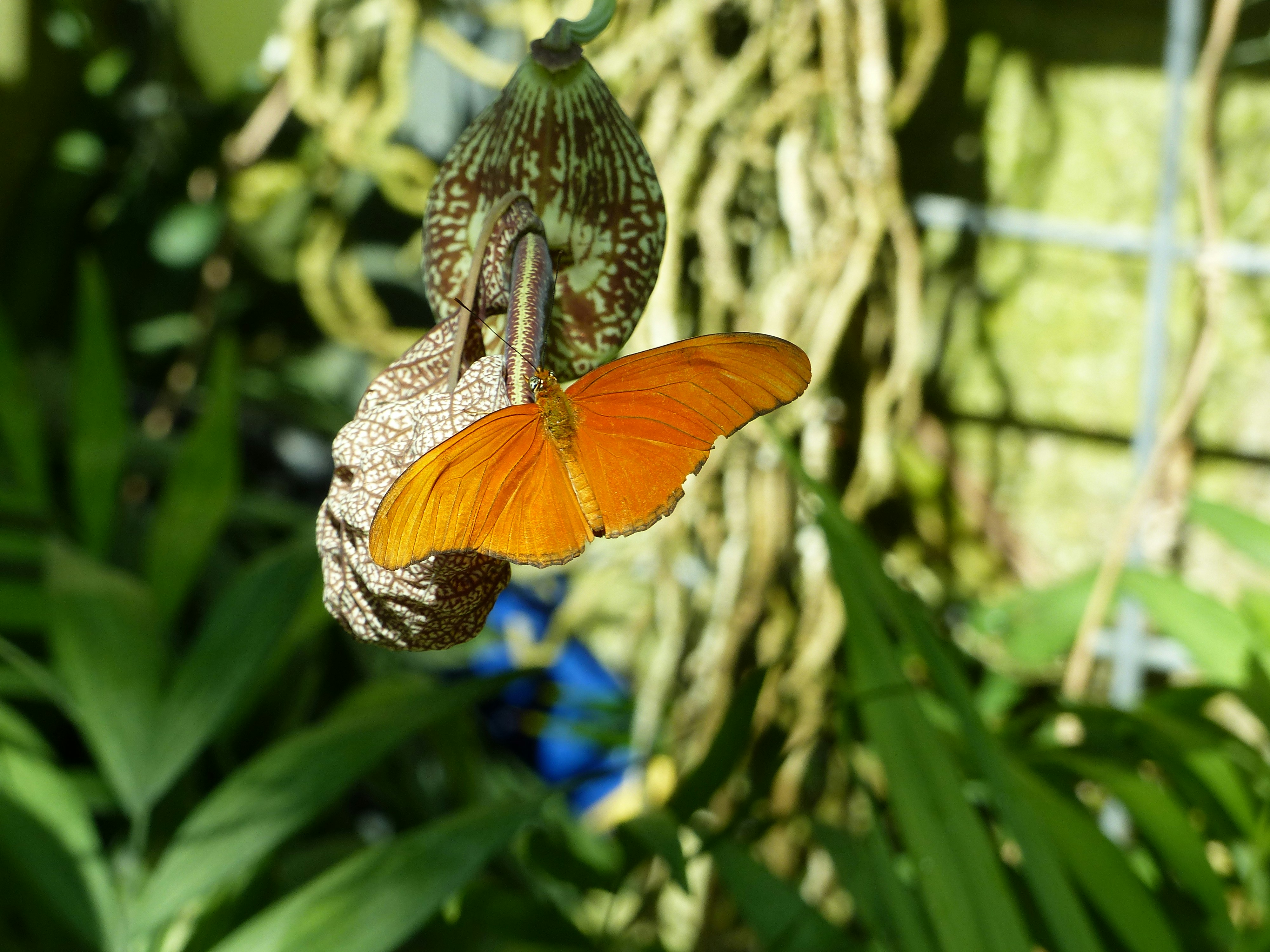 Amber butterfly clings to a patterned seed pod amid lush tropical greenery