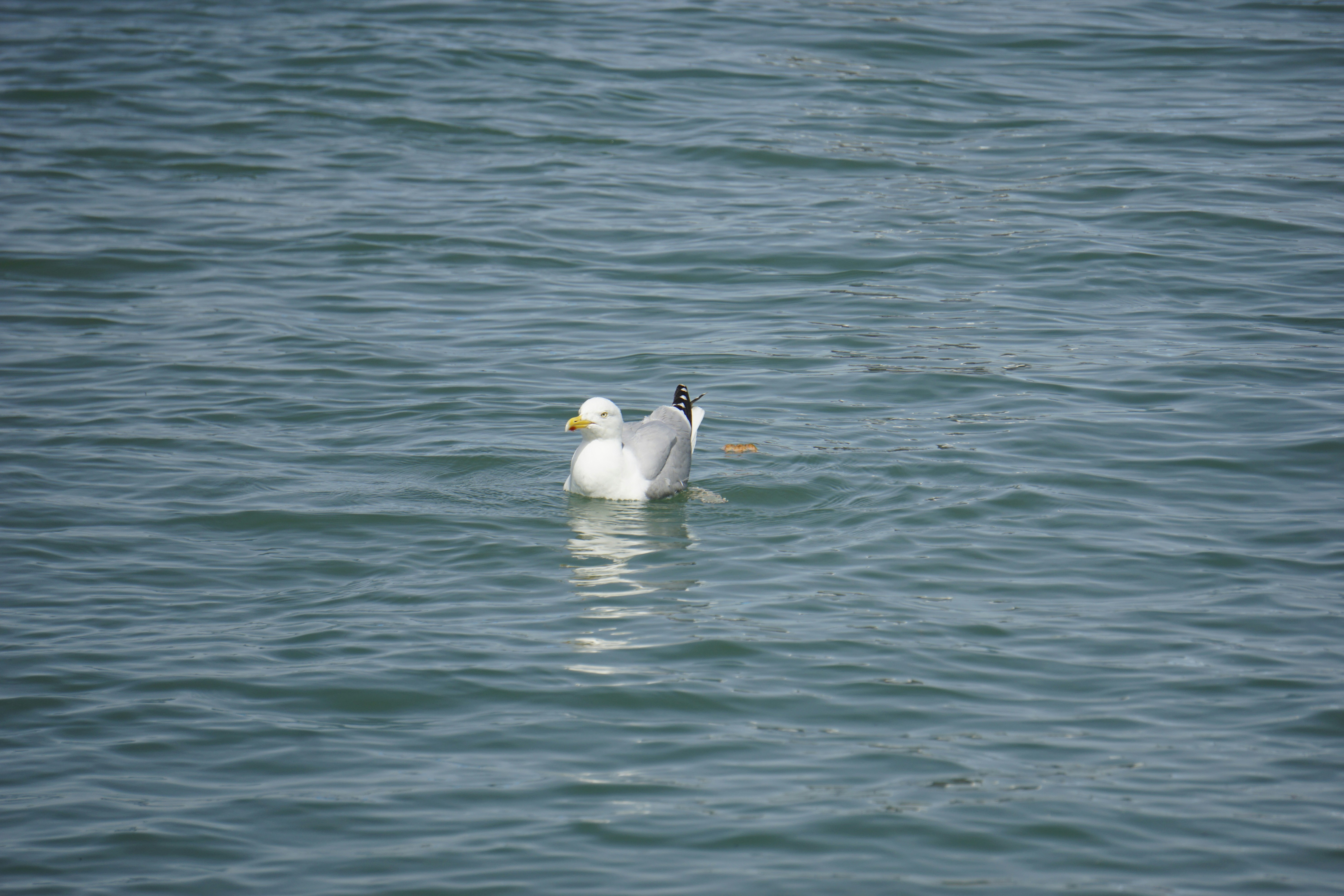 Photo by Elin Wahlqvist with Sony Alpha 6000