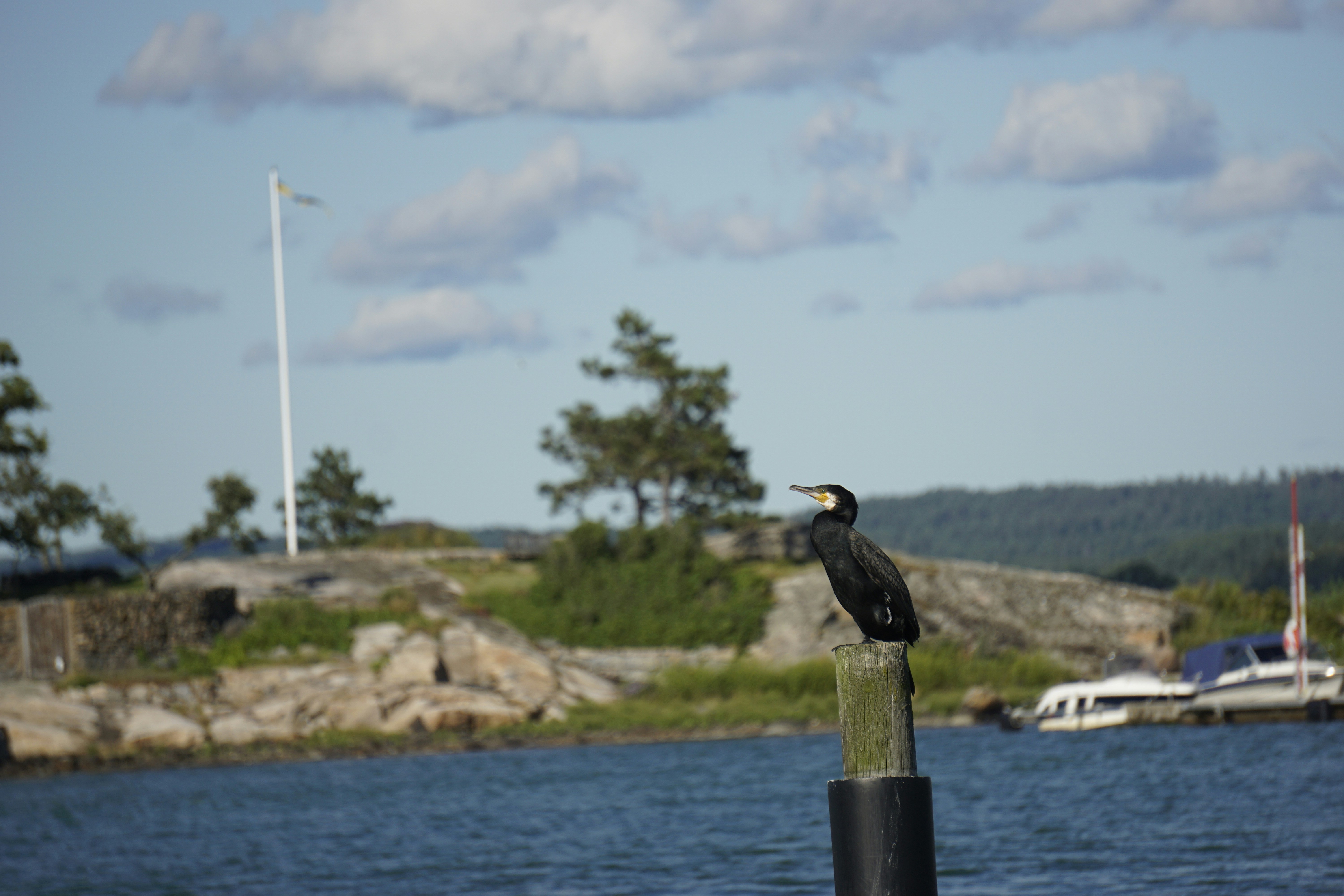 Harbor Sentinel: Cormorant Perched on a Weathered Post Over Quiet Blue Waters