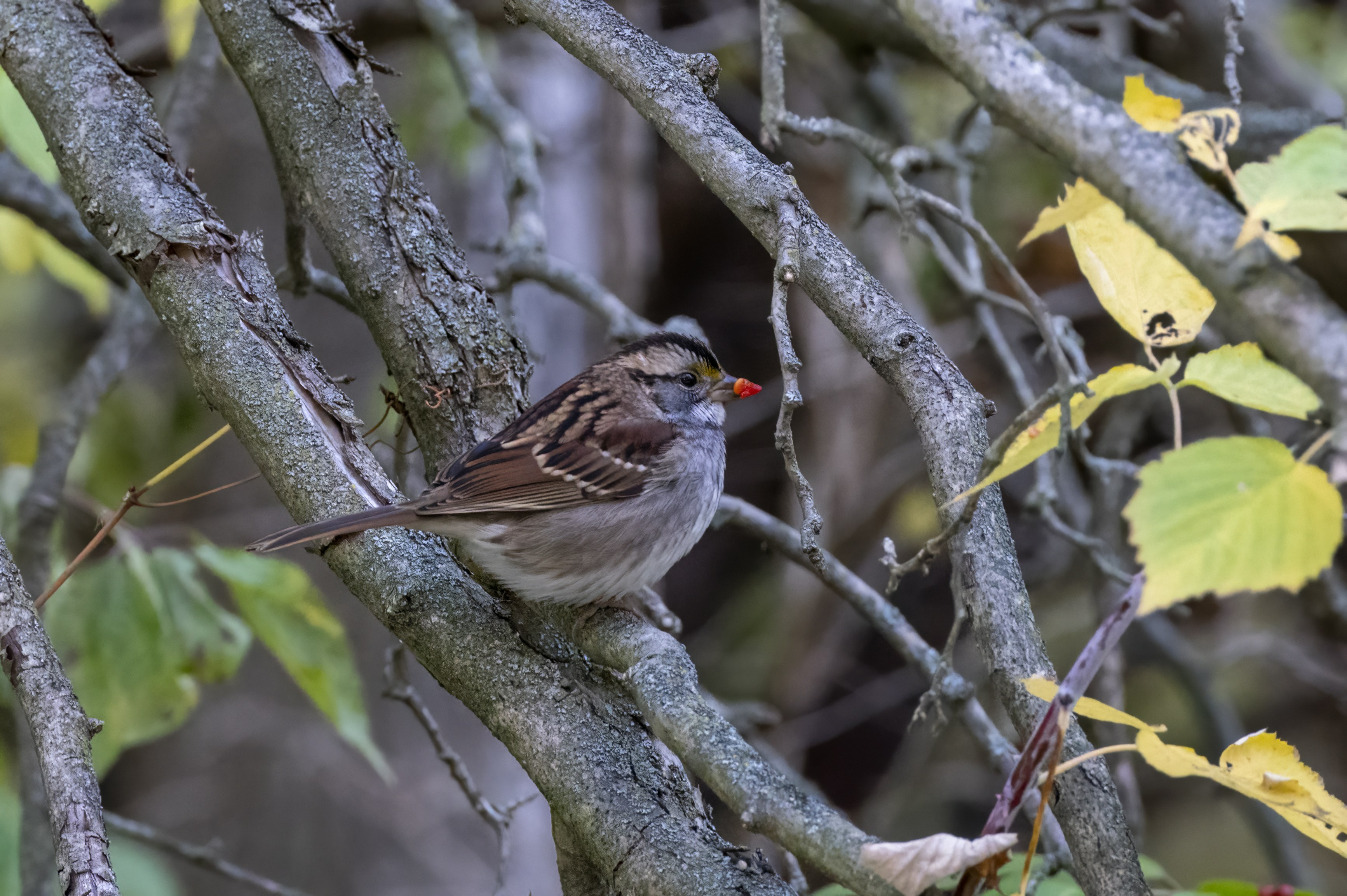 Tiny Ember Beak Among Worn Gray Branches
