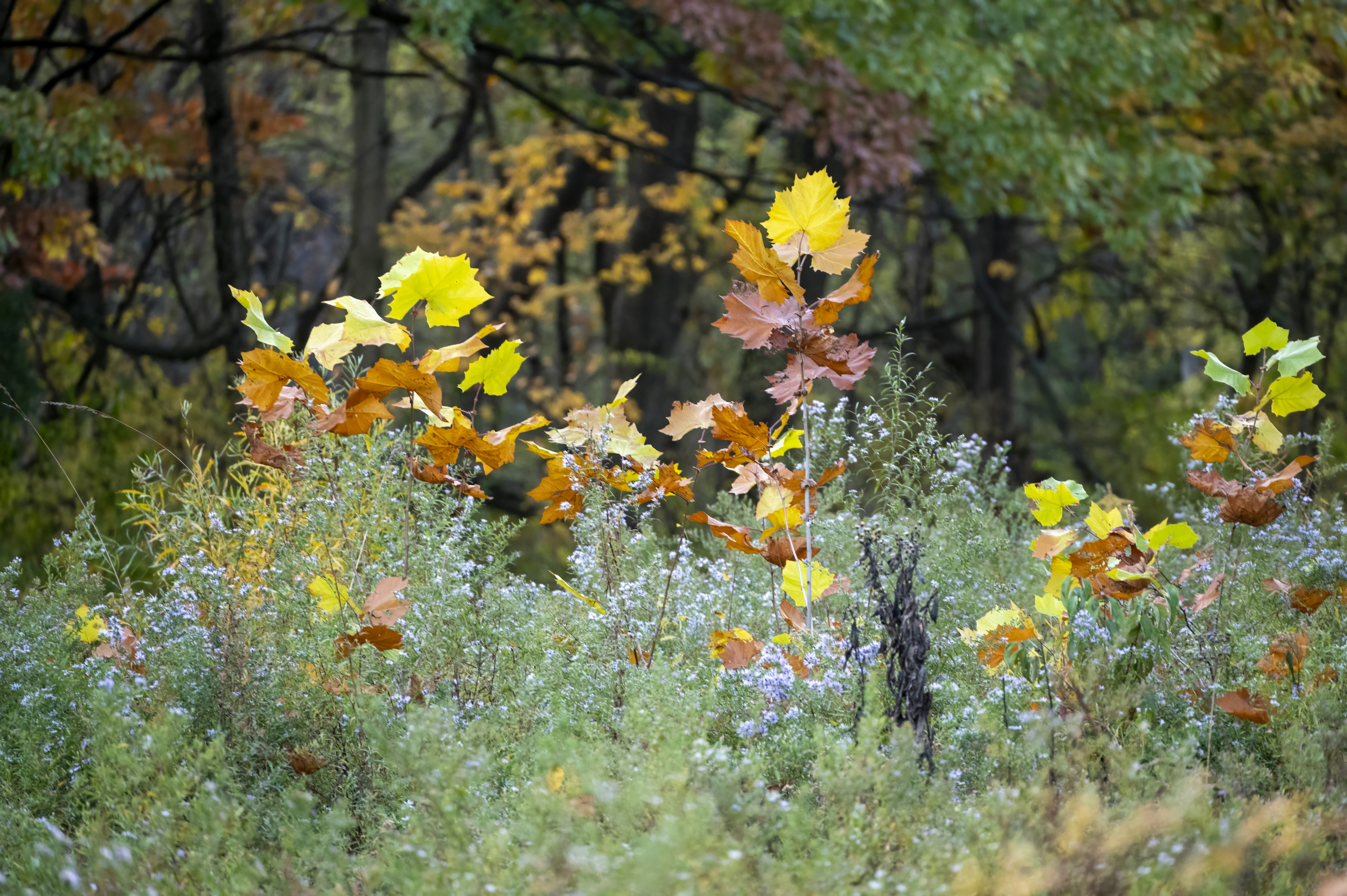 Autumn Sage: Leaves Rise Like Confetti Above a Quiet Meadow