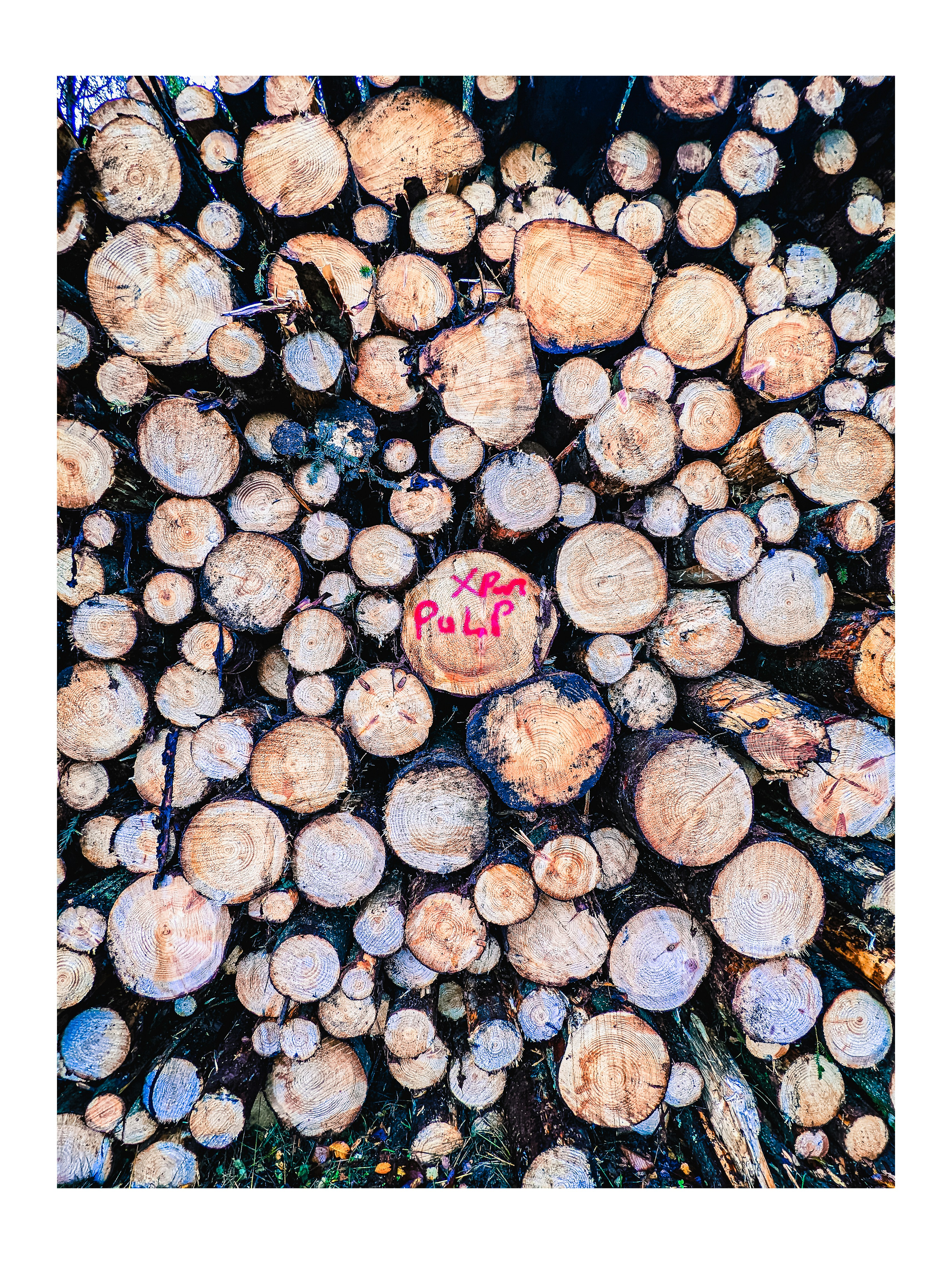 Cross-Section of Quiet Forest Logs
