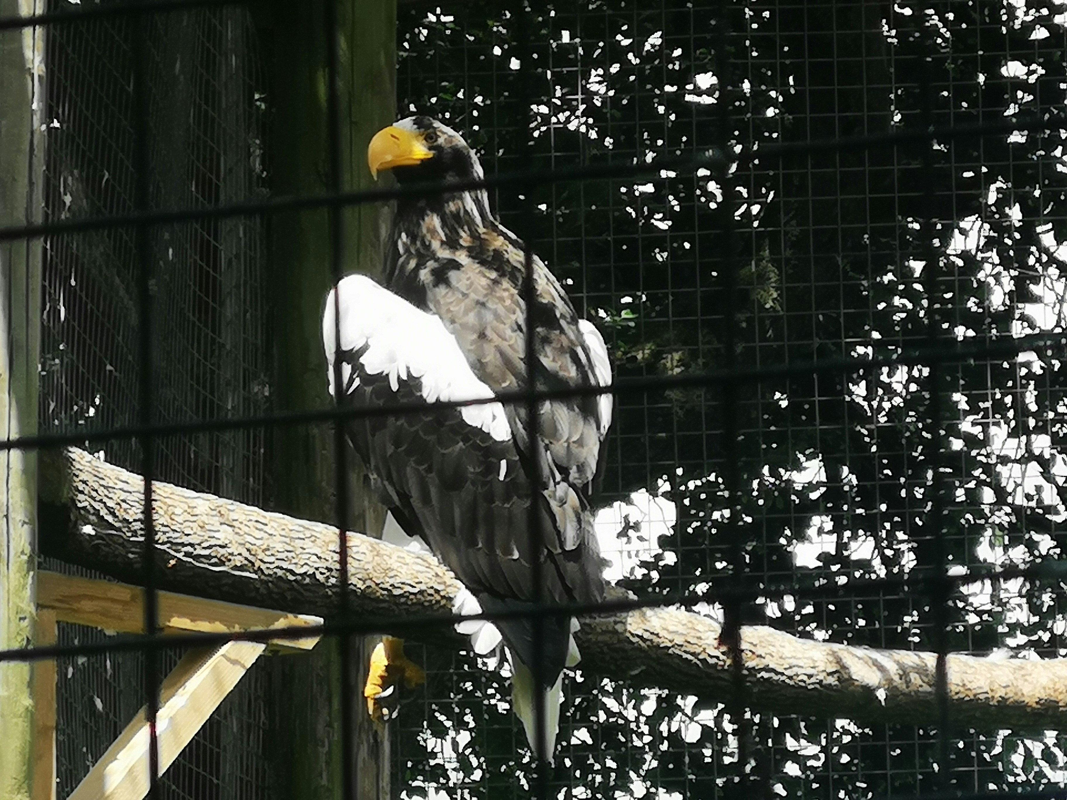 A bird in a cage photo – Free Hawk conservancy trust Image on Unsplash