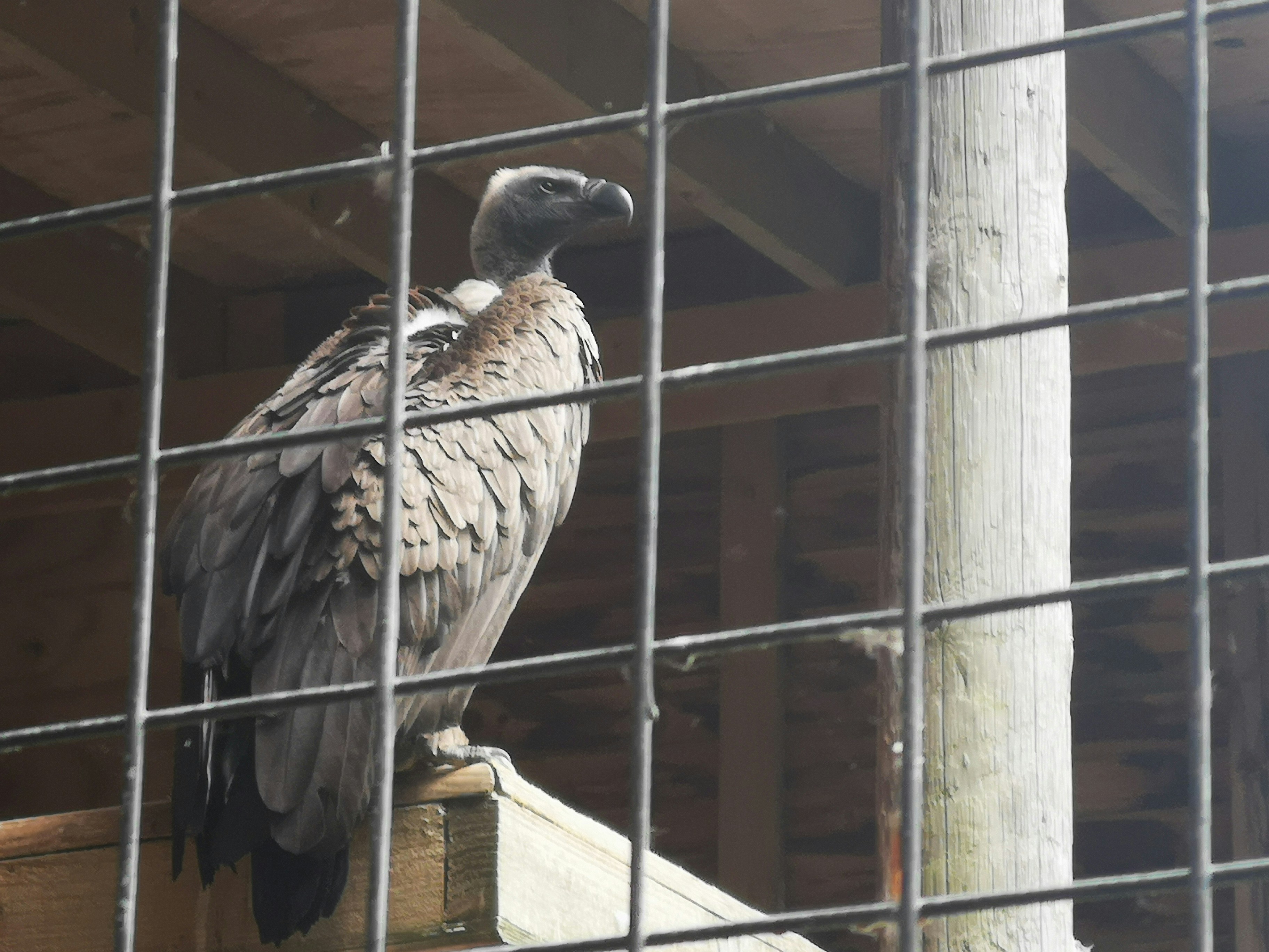 a bird in a cage