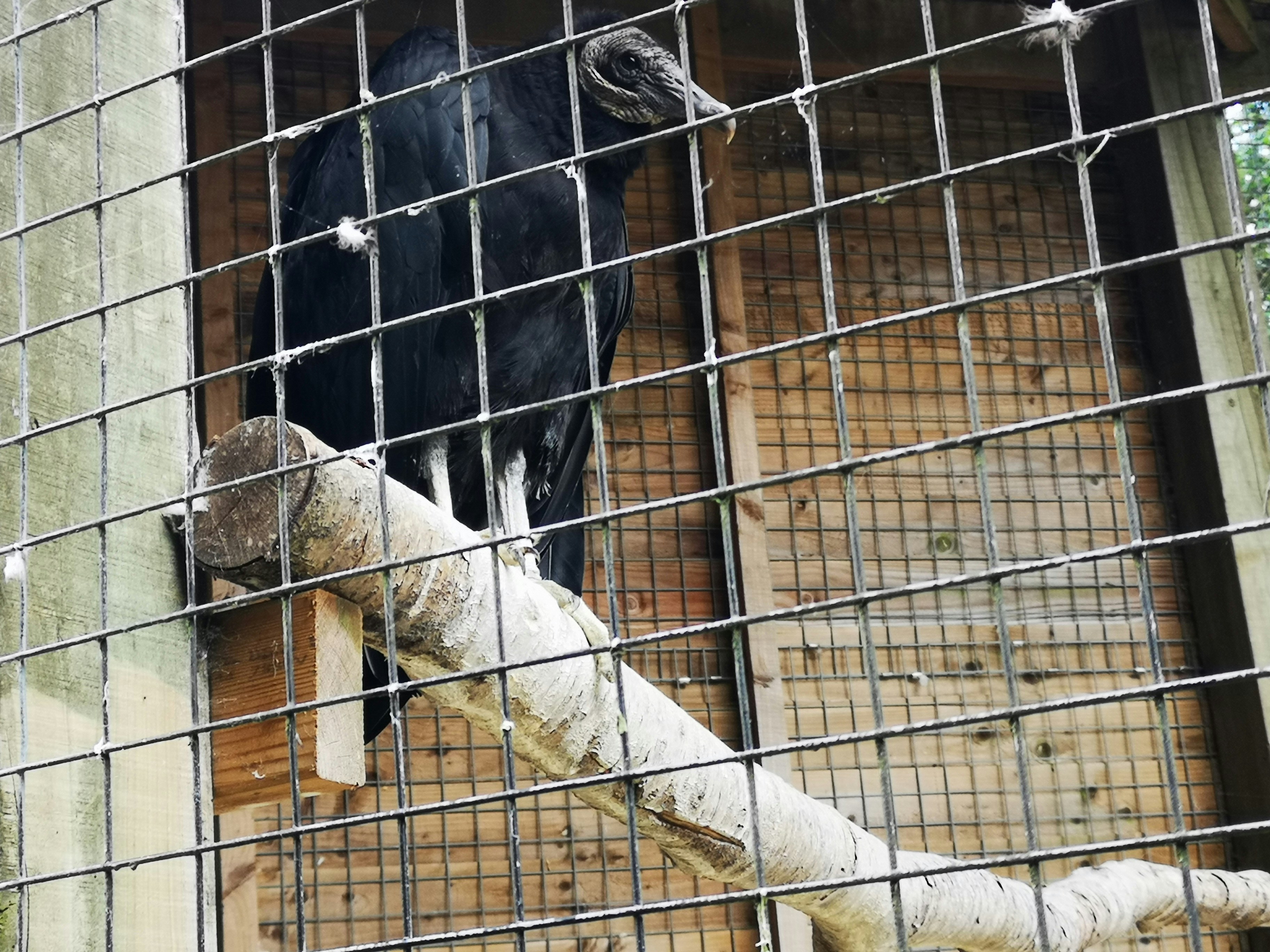 A couple of birds in a cage photo – Free Hawk conservancy trust Image ...