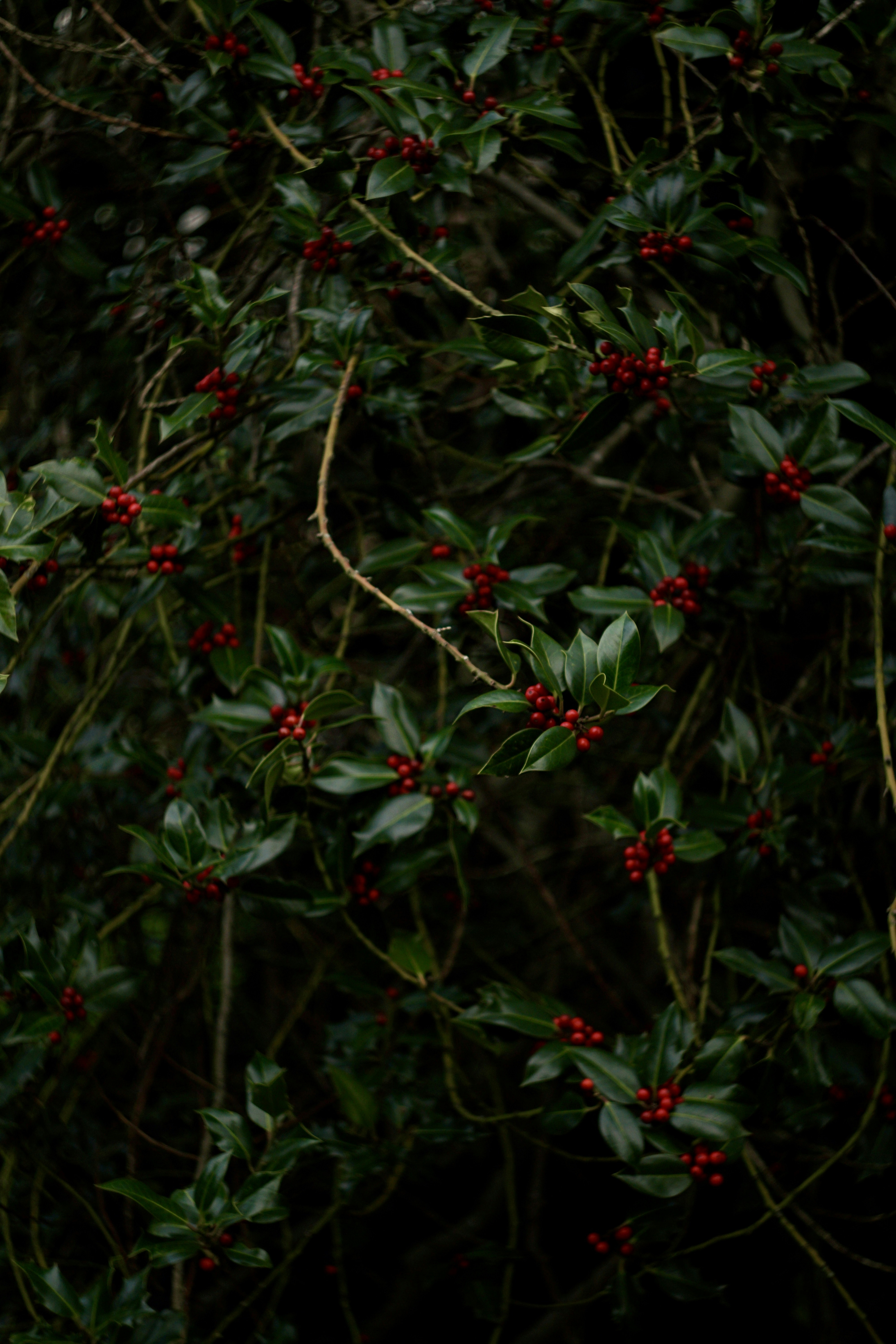 Un buisson aux baies rouges photo – Photo Jardins de Kew Gratuite sur ...