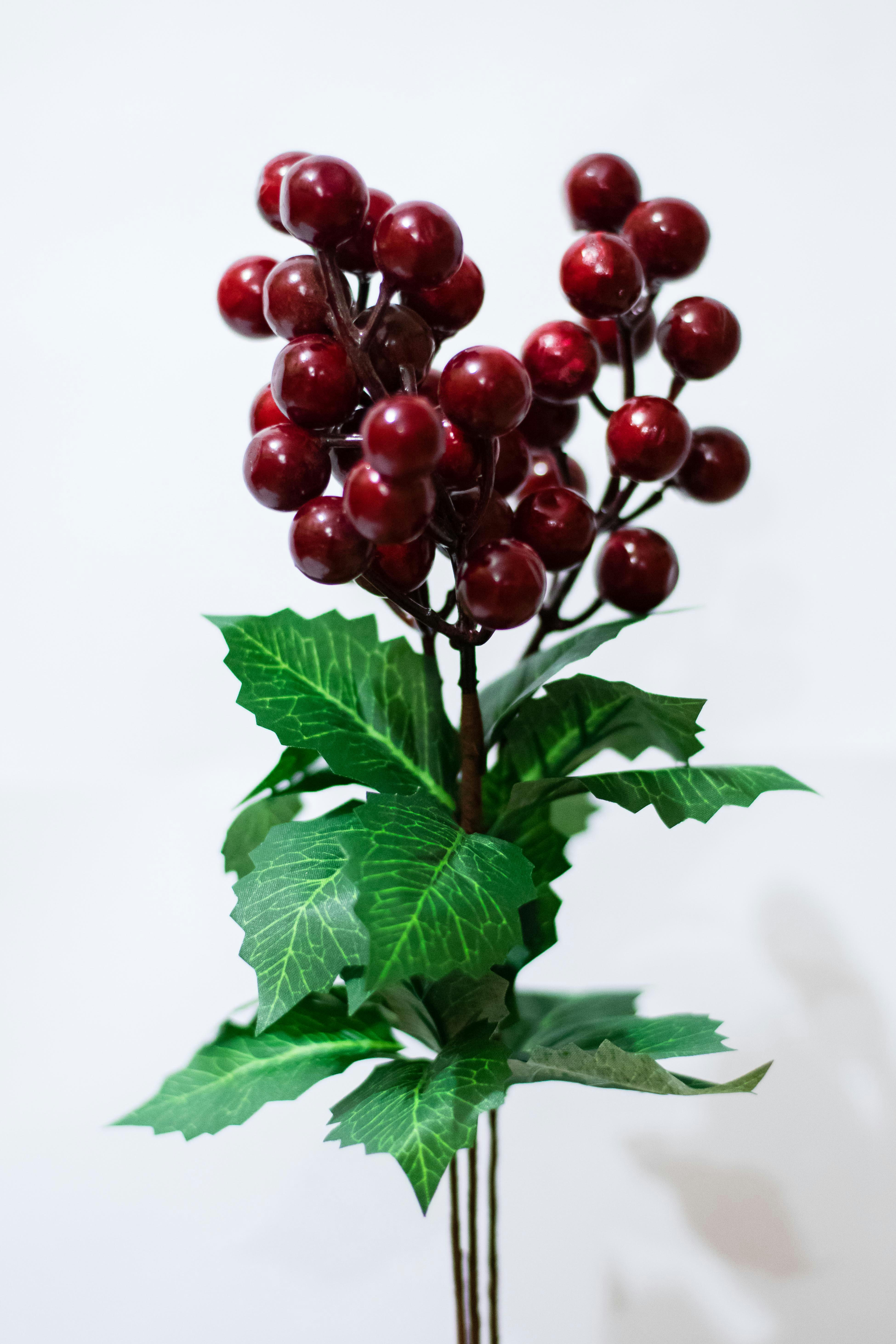Crimson Cluster: A Stem of Velvet Berries in Crisp Studio Light