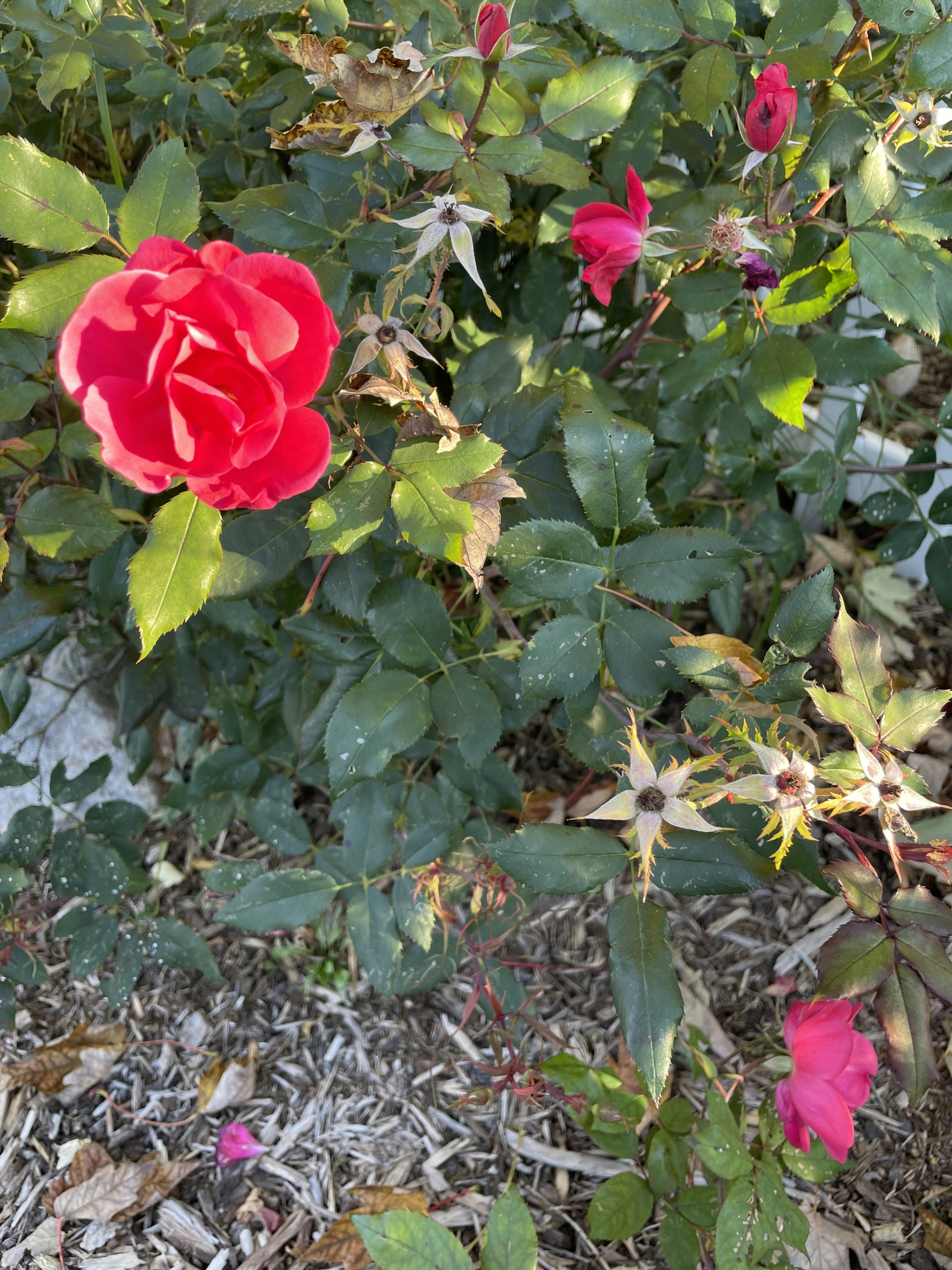 Nahaufnahme einer Blume Foto – Kostenloses Bild zum Thema Rose auf Unsplash