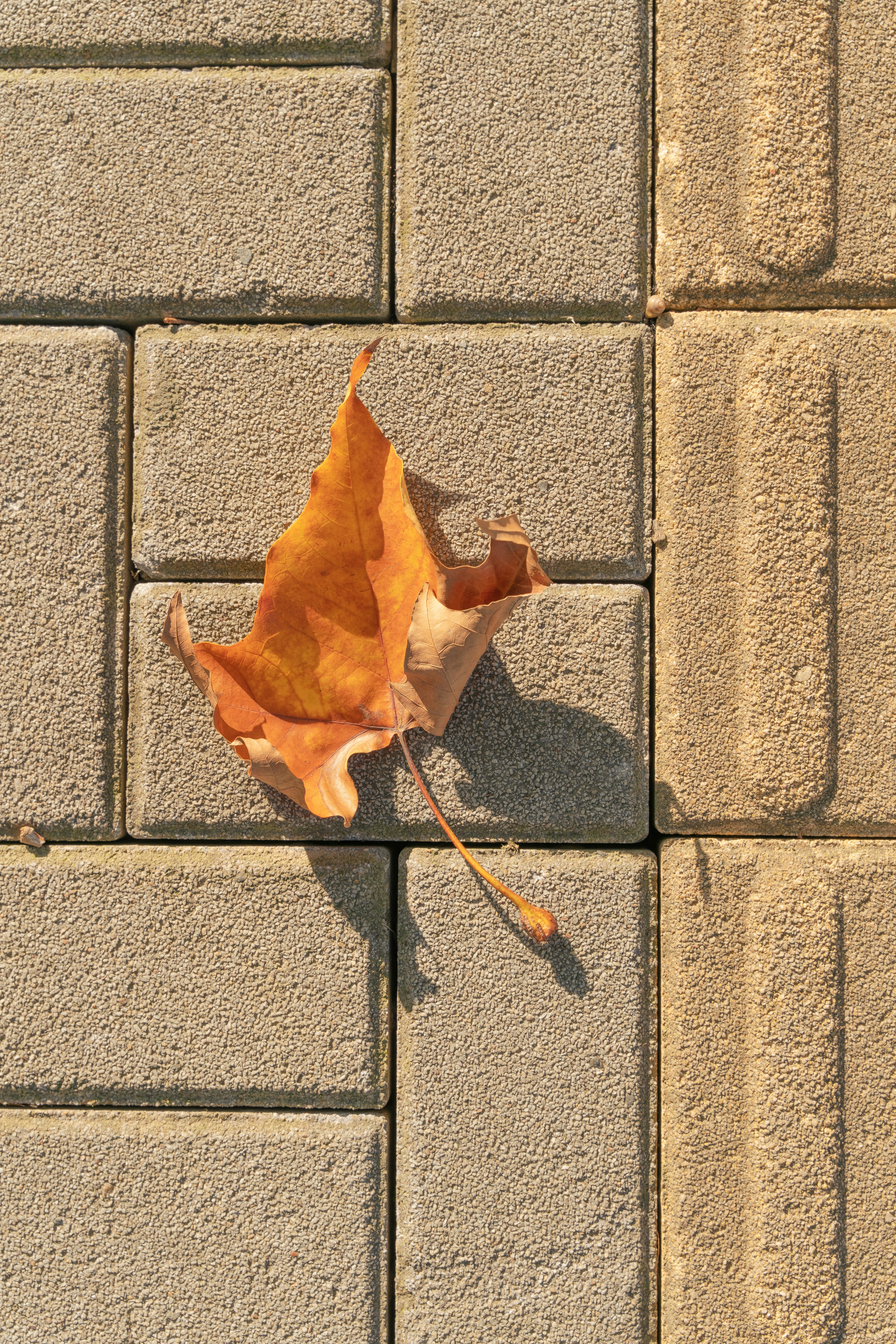 a leaf on a brick wall