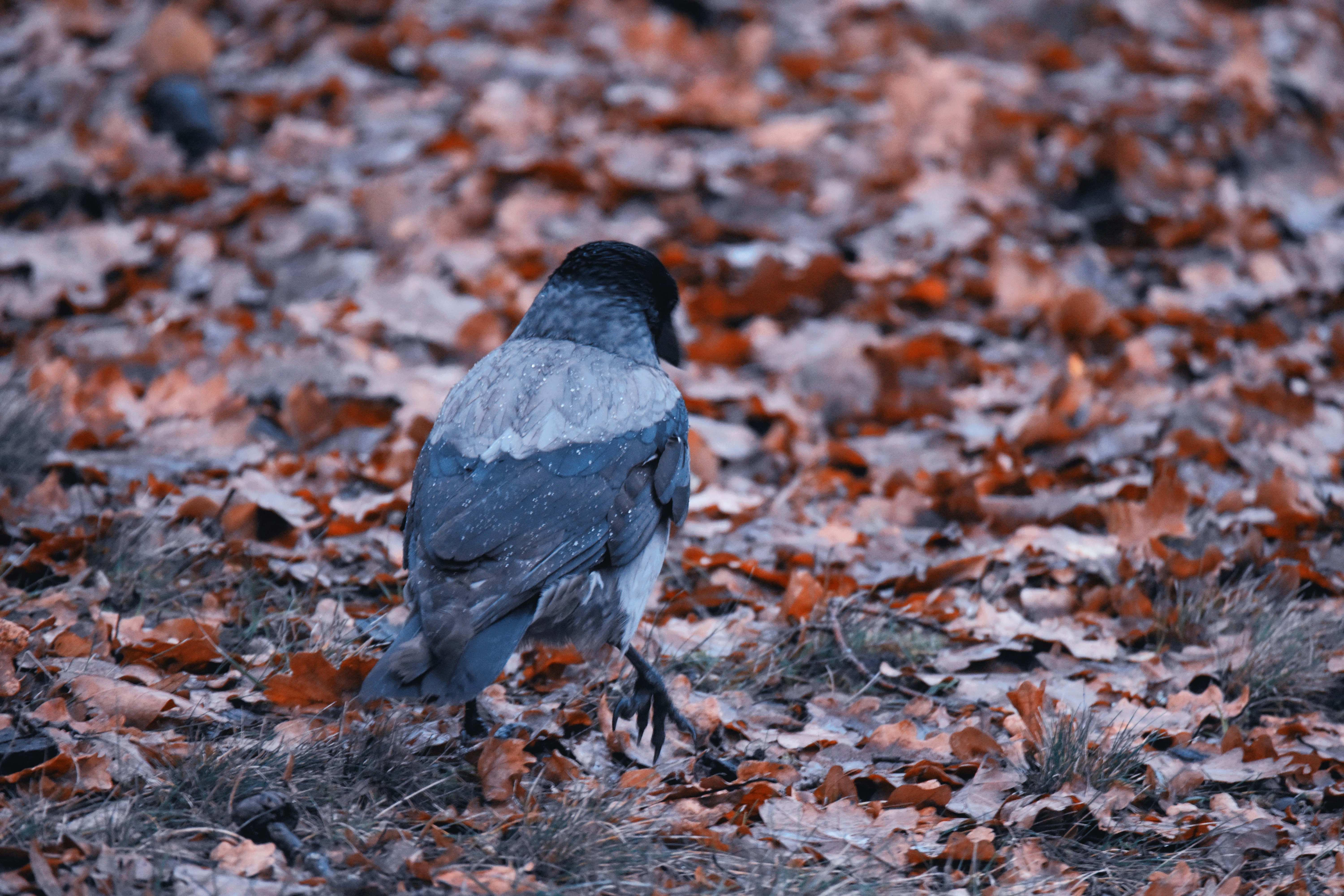 a bird standing on leaves