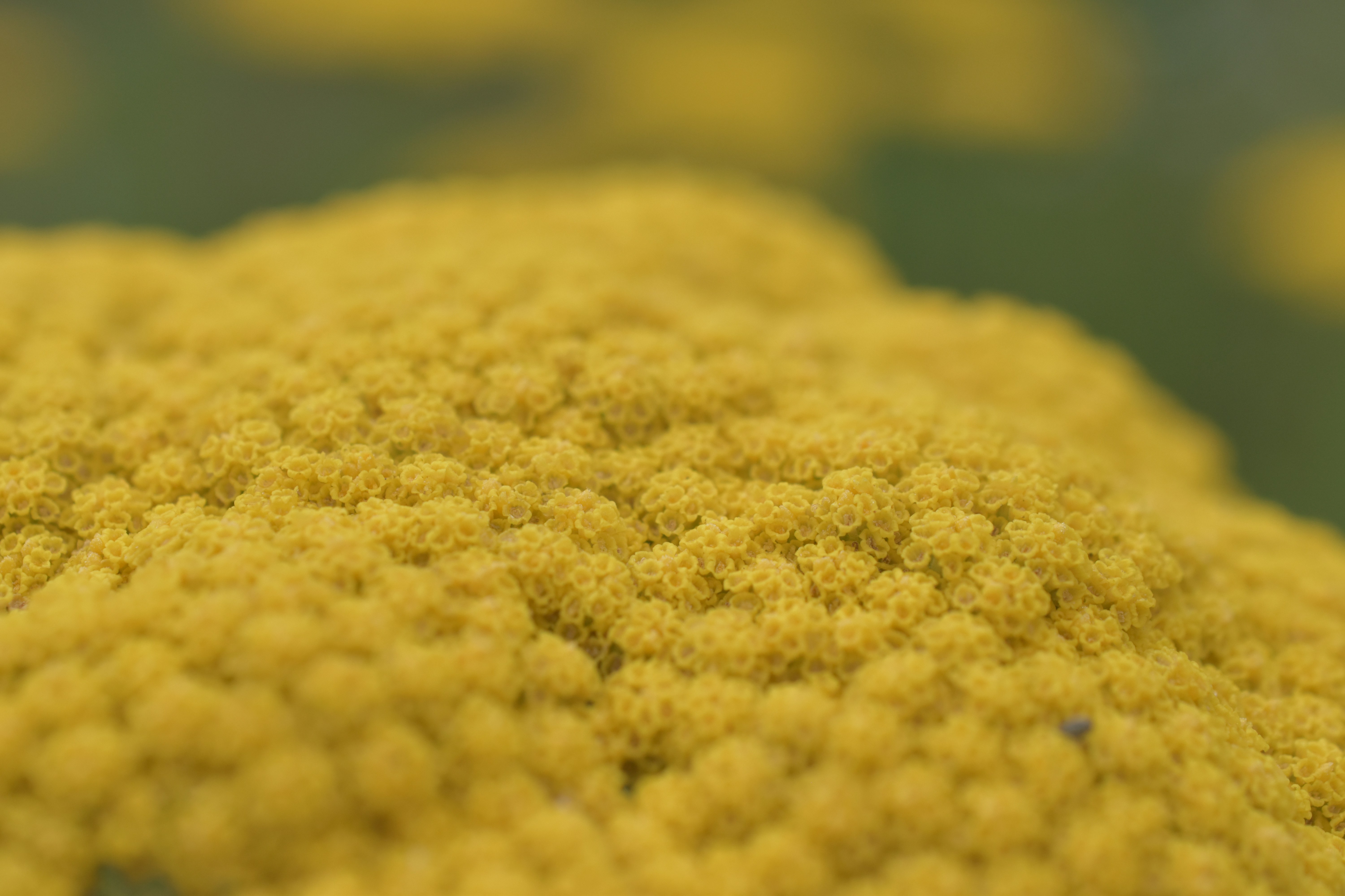 Photo by Laura Bartky with Nikon D5600