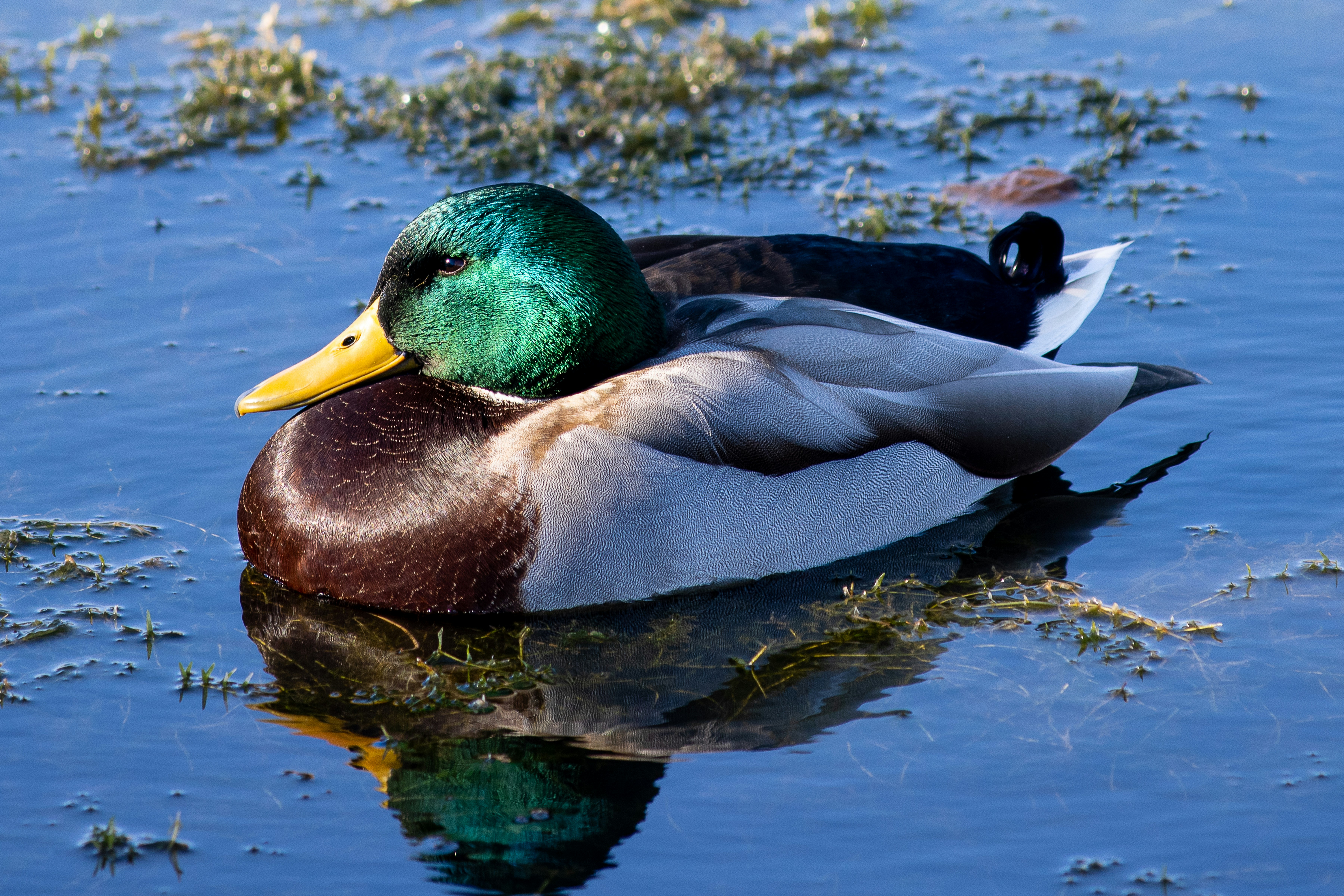 A male mallard duck resting on calm water, showcasing its vibrant plumage and reflection. The surrounding aquatic vegetation adds a natural touch.