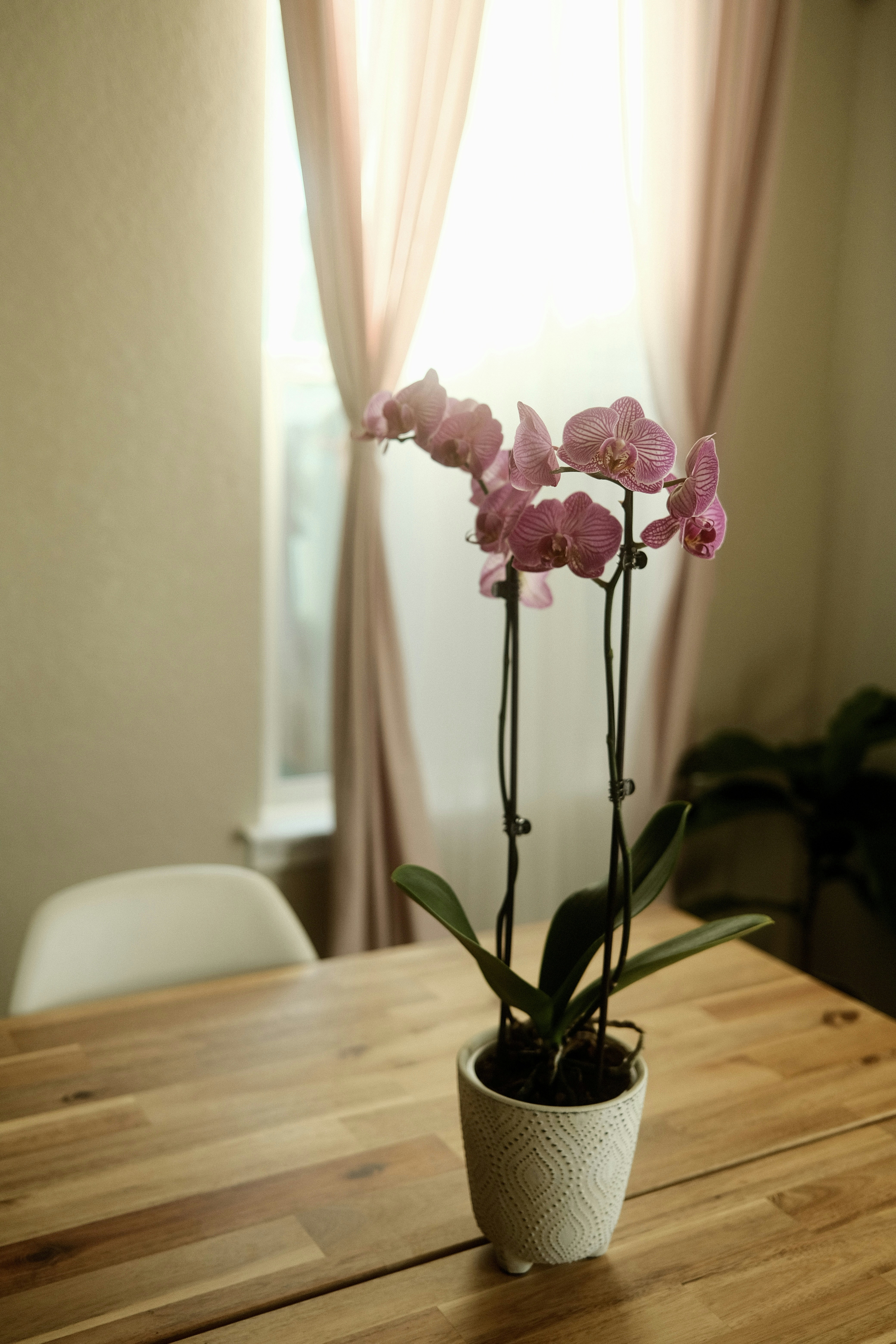 Sunlit Orchid: Pink Blooms and Quiet Morning Light