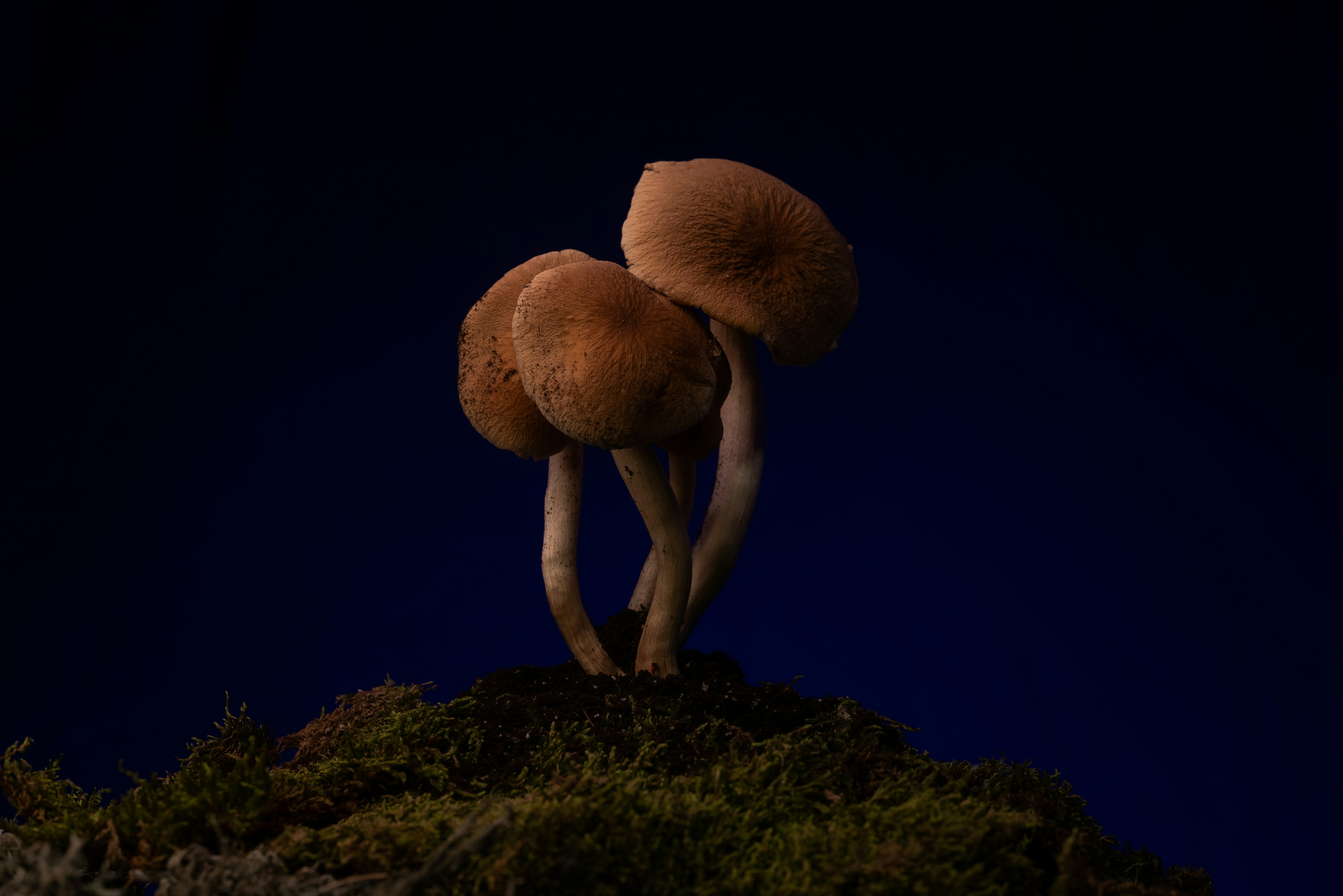a group of mushrooms on a mossy rock