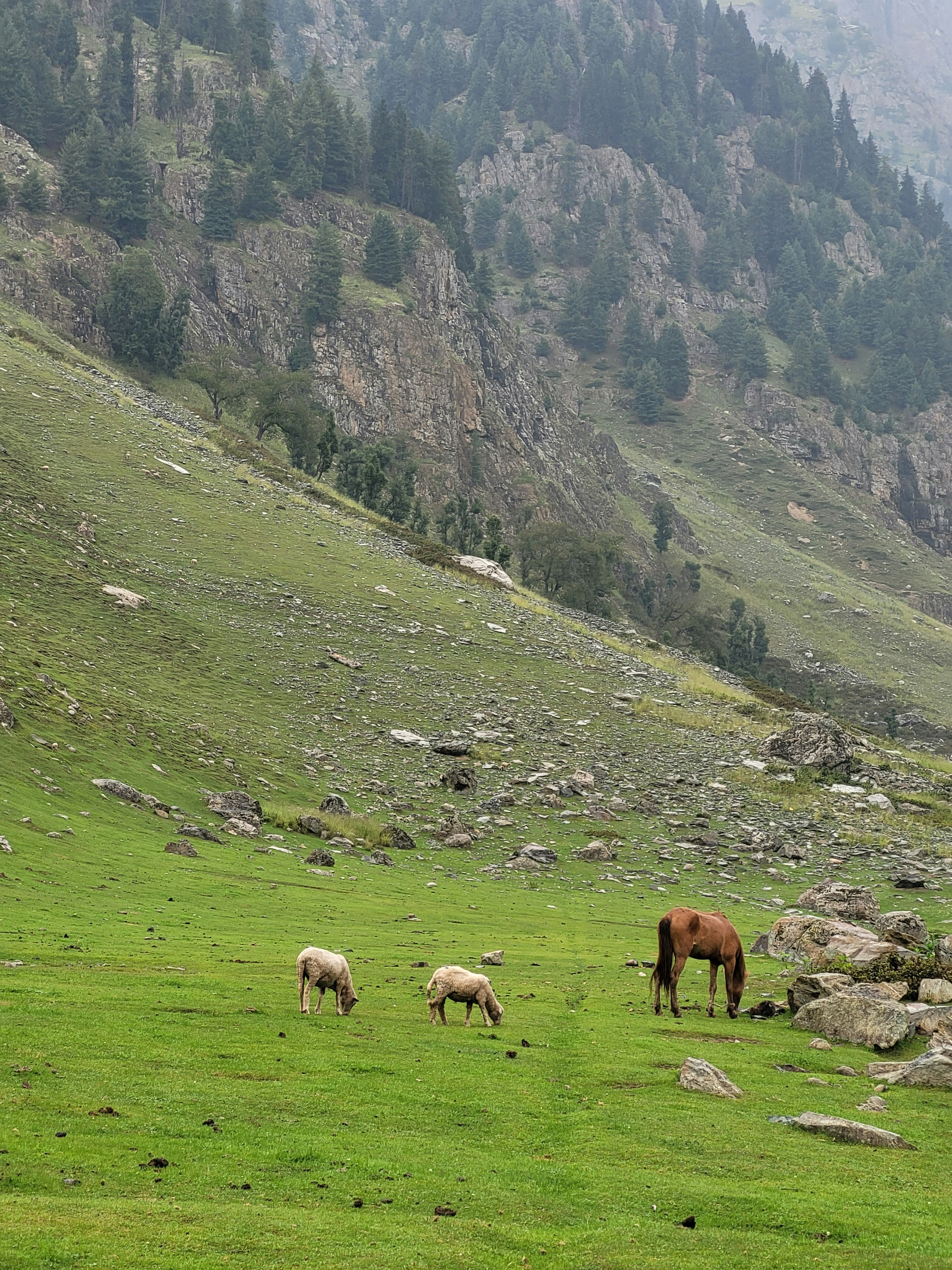 Photo by Ankur Khandelwal with Samsung Galaxy S20 FE