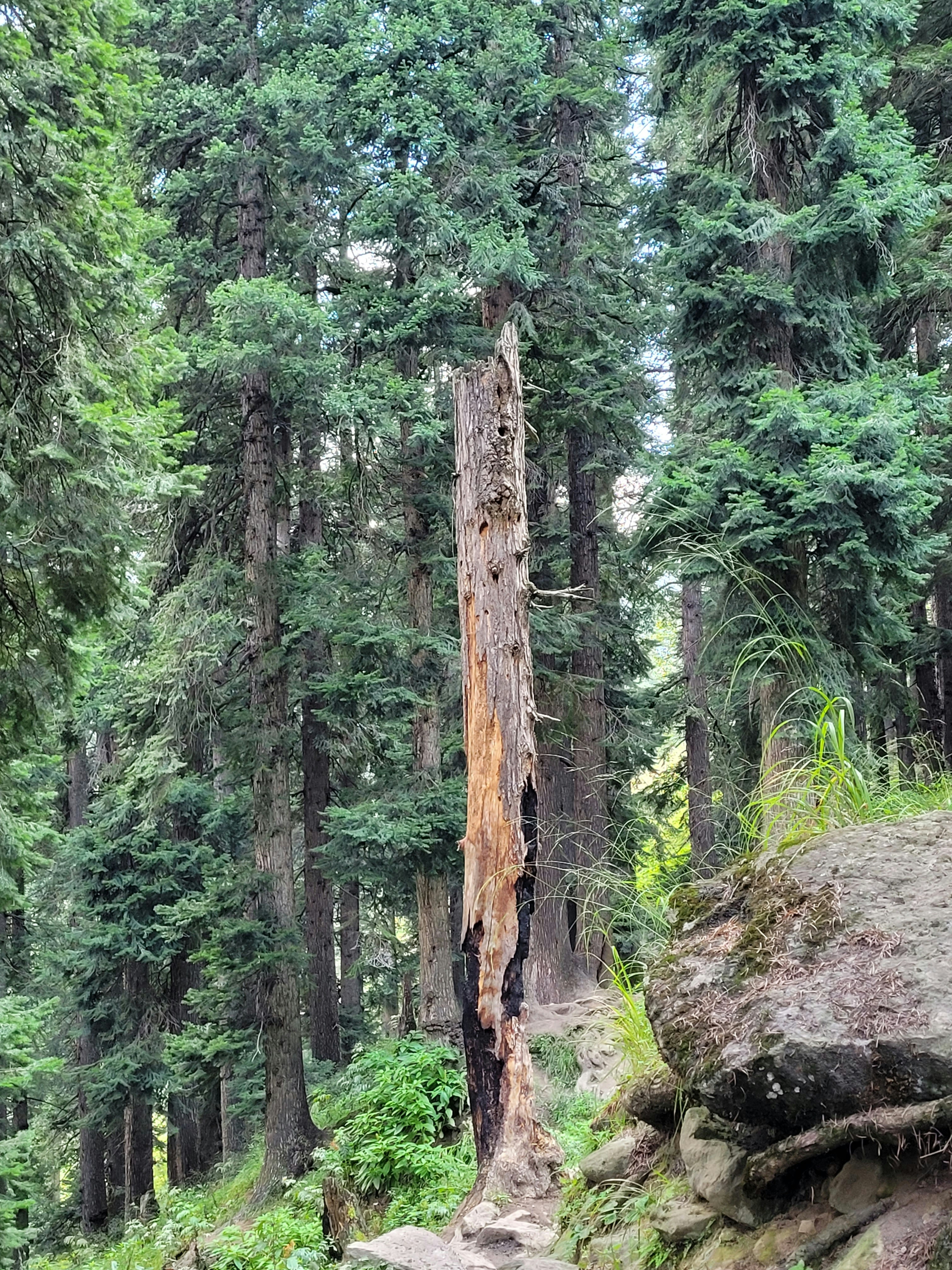 The Mossed Sentinel: A Weathered Trunk in a Silent Pine Cathedral