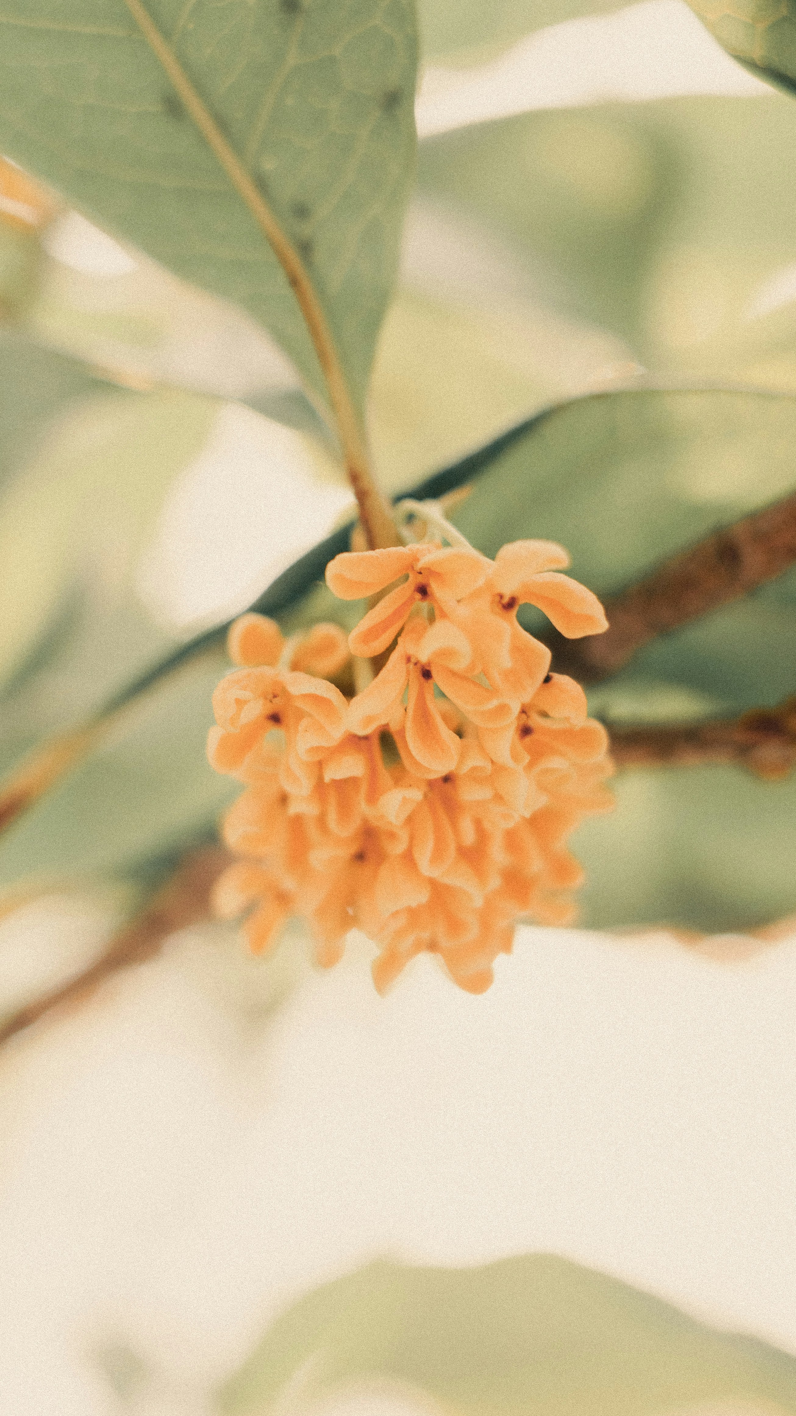 Peach cluster bloom in a hazy spring glow