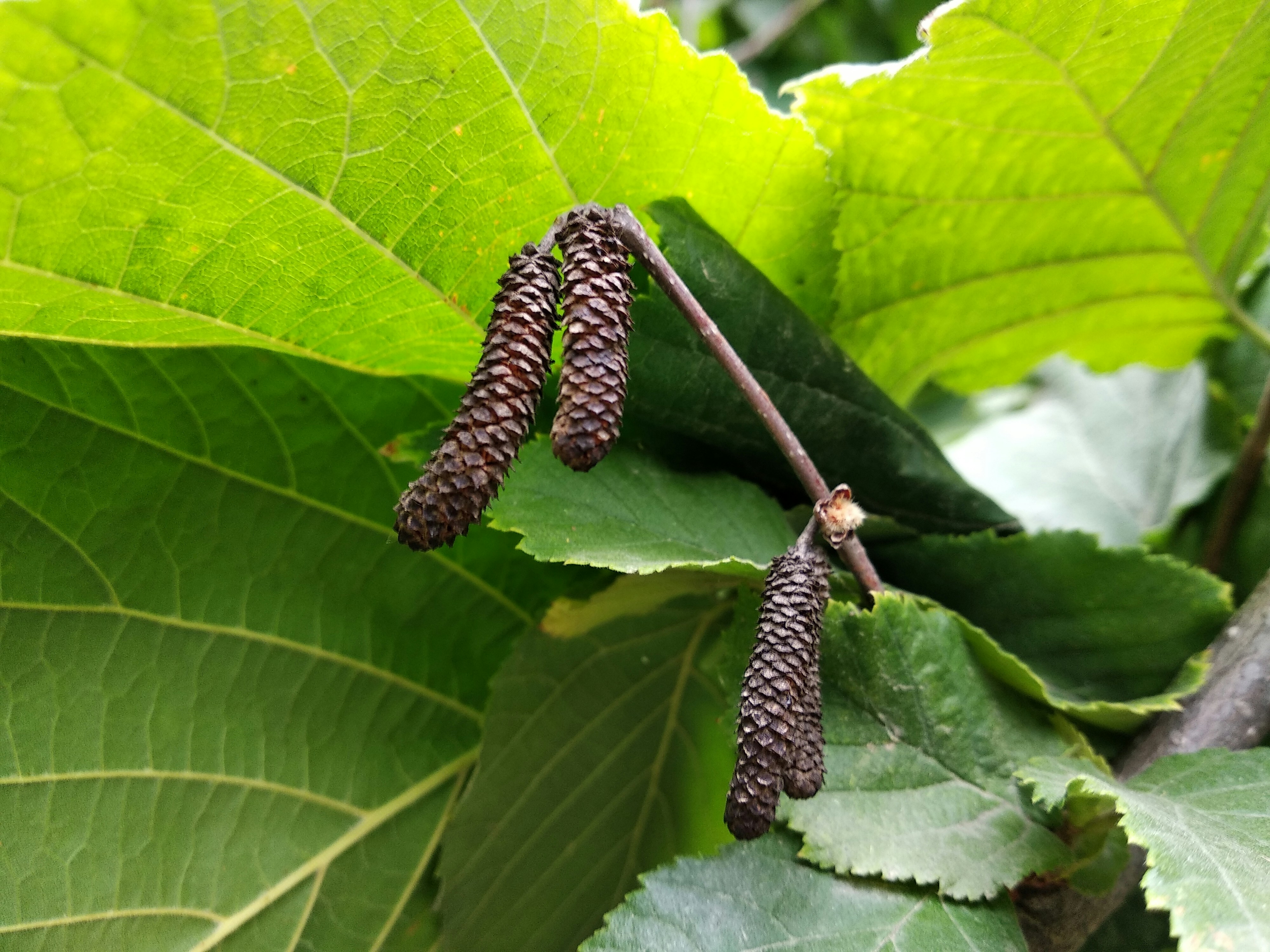 a close up of a bug on a leaf