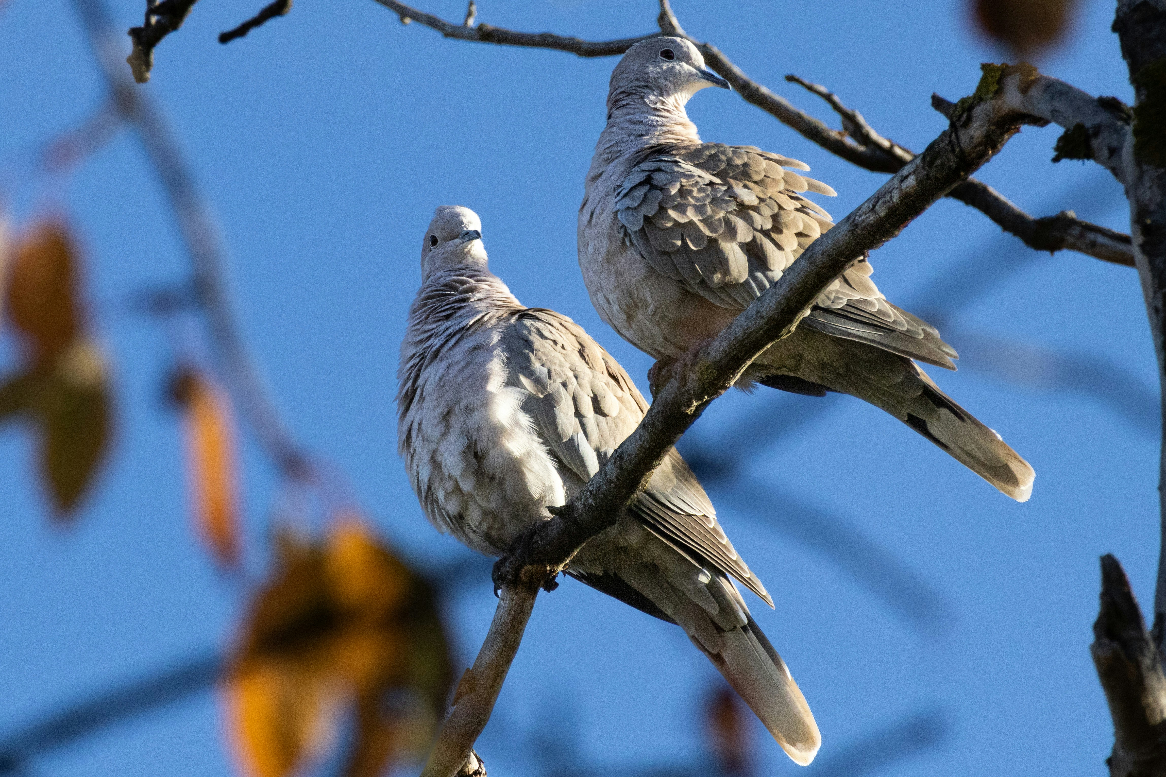 two birds sitting on a tree branch