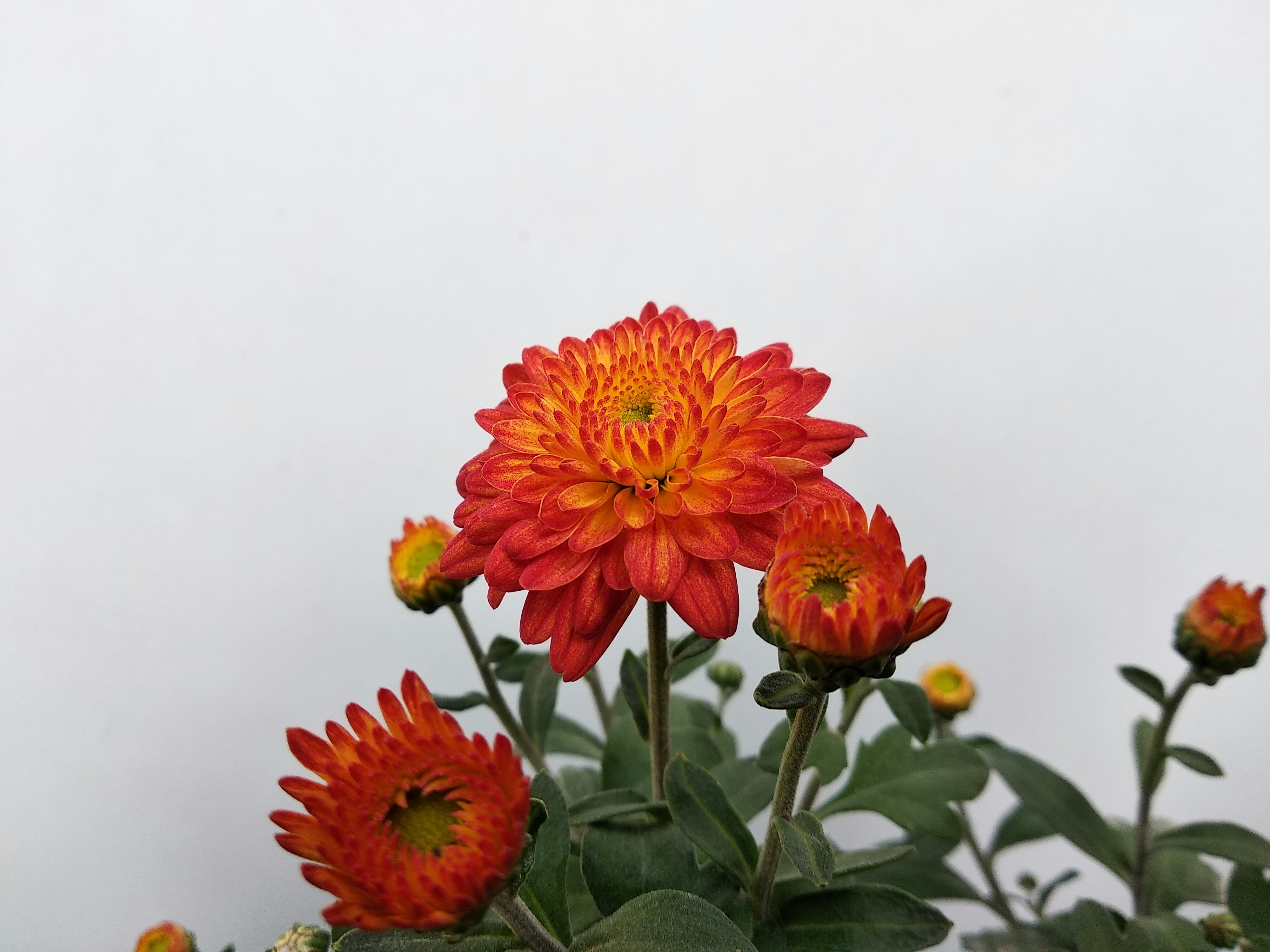 Photo by Anna Evans with Xiaomi Redmi 5 Plus