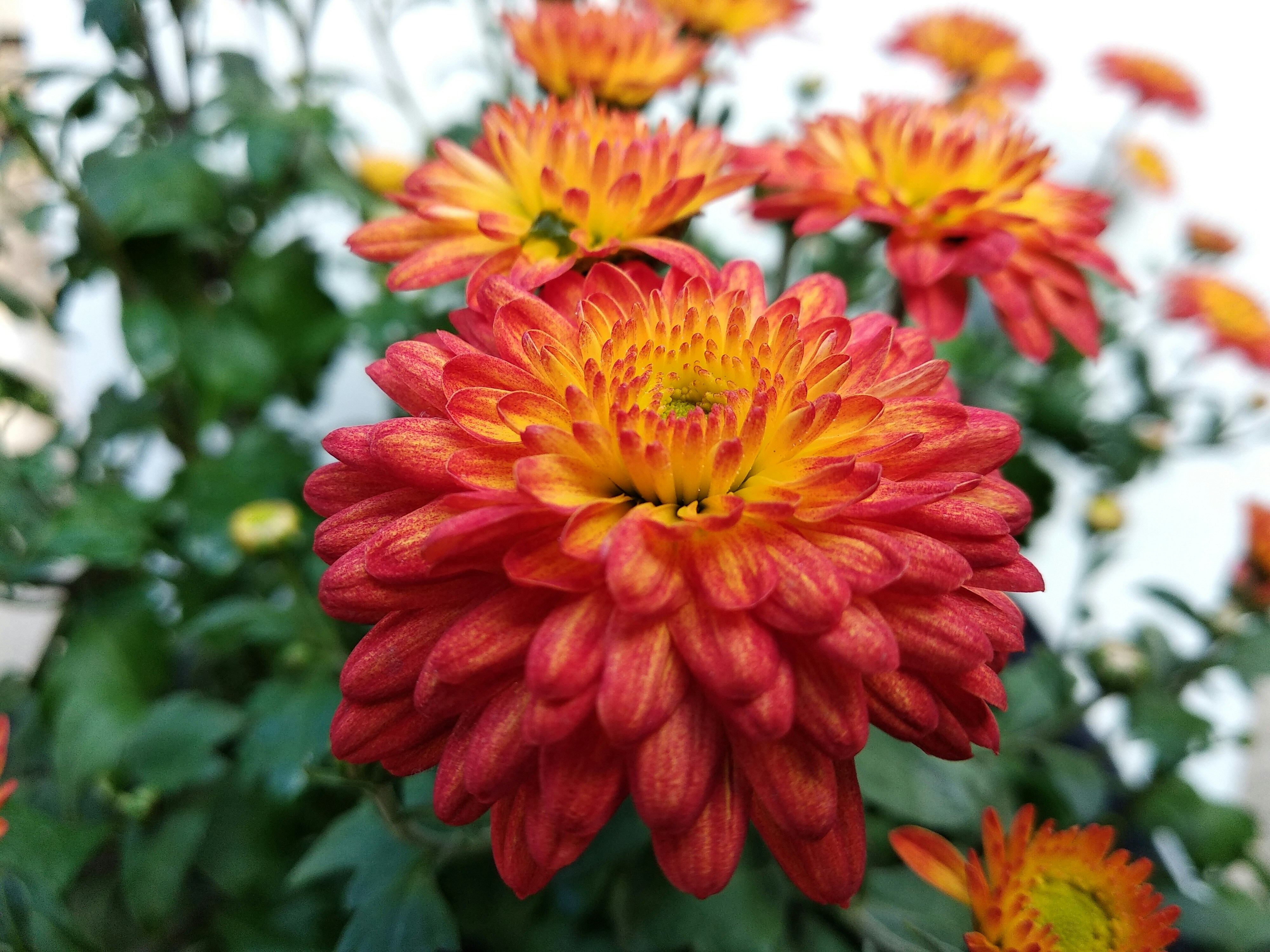 Vibrant red and yellow chrysanthemum blossoms surrounded by lush green foliage, showcasing nature's artistry.