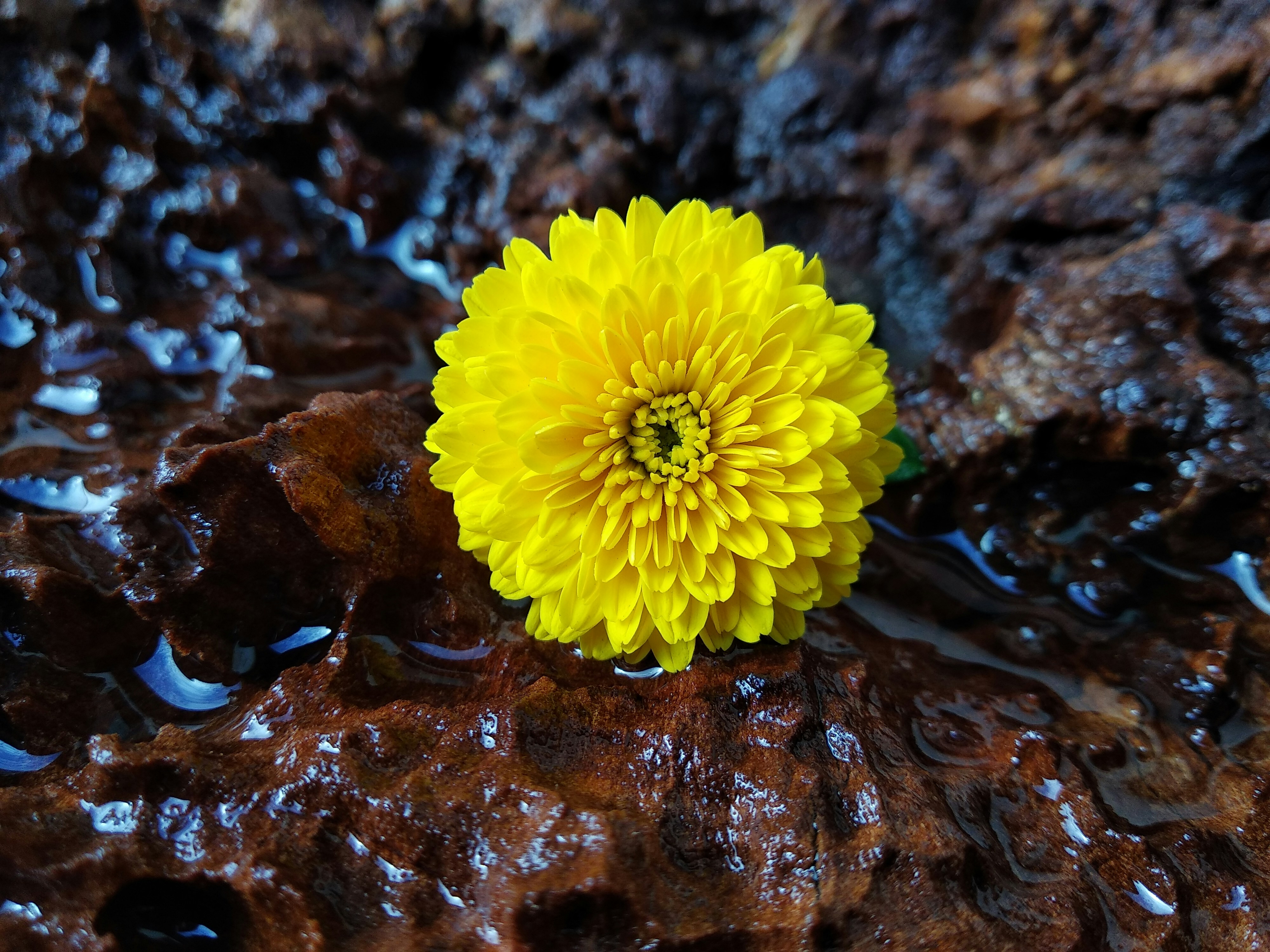 Yellow chrysanthemum-like flower sits on a shiny, wet, dark rock surface with strong texture and highlights.