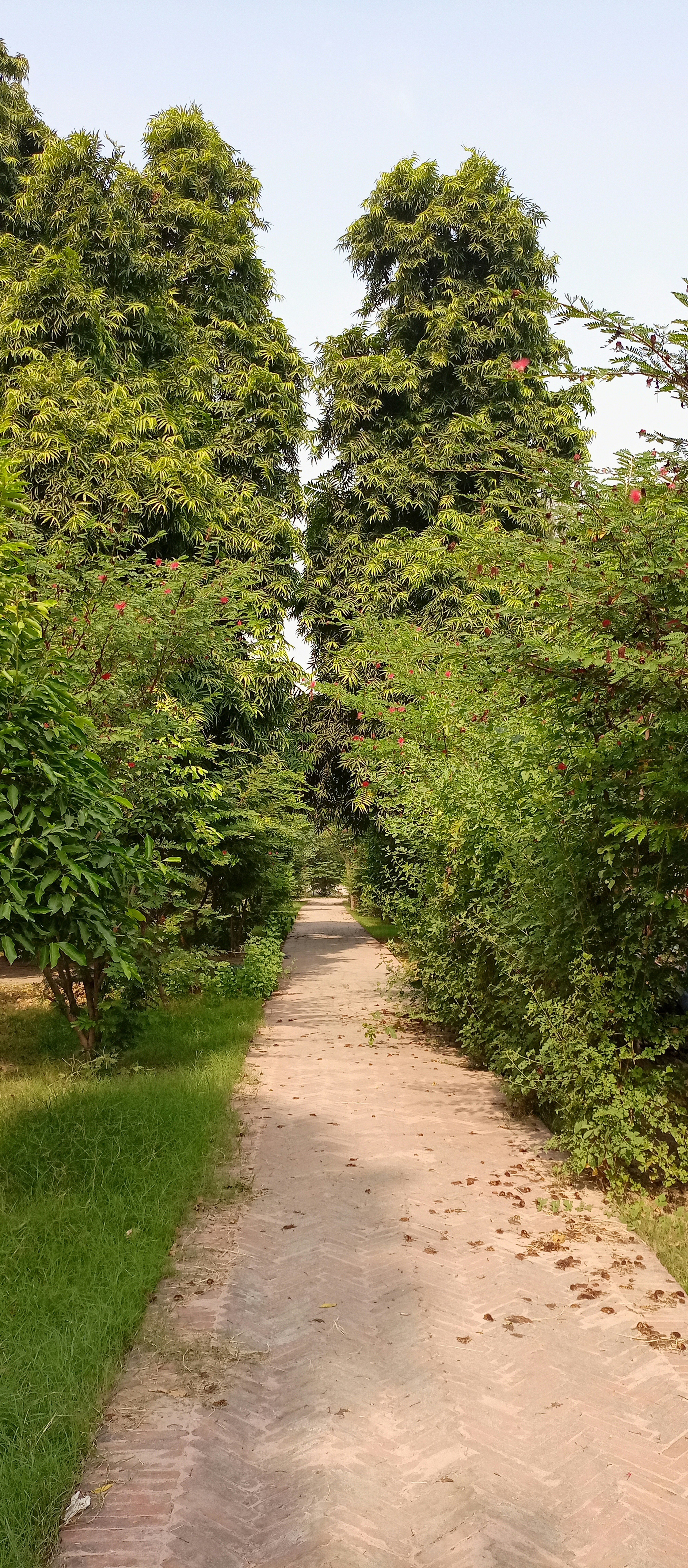 Lush greenery flanks a tranquil pathway, inviting exploration through a serene garden setting.
