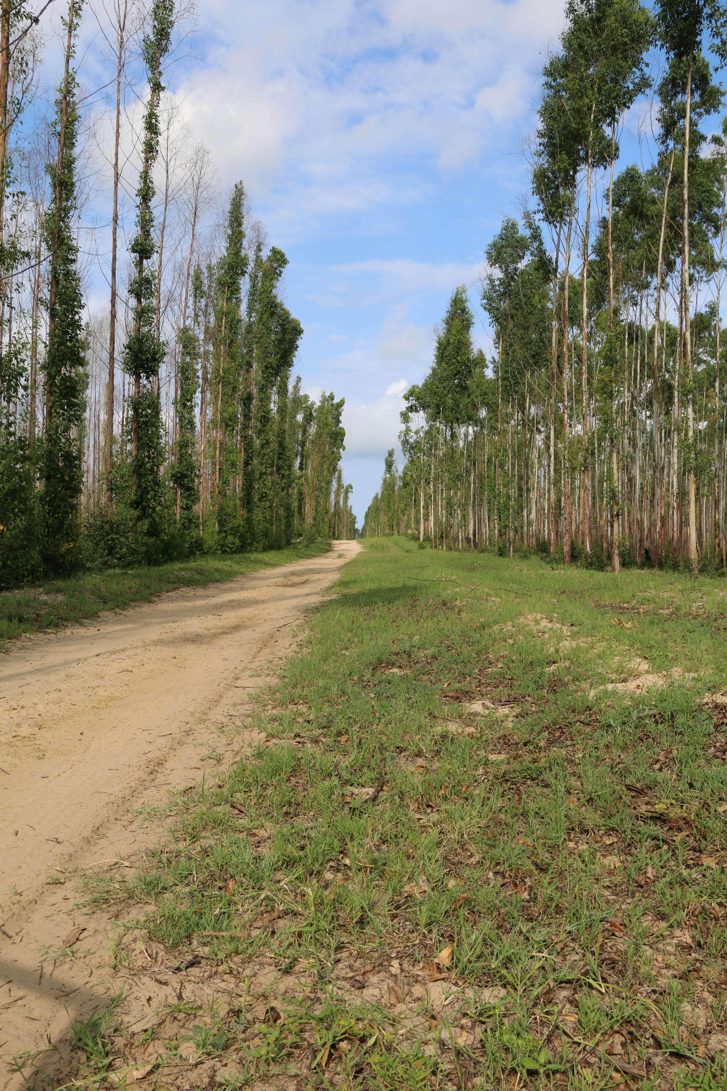 Poplar Avenue: A Dirt Road Vanishing Toward a Quiet Horizon