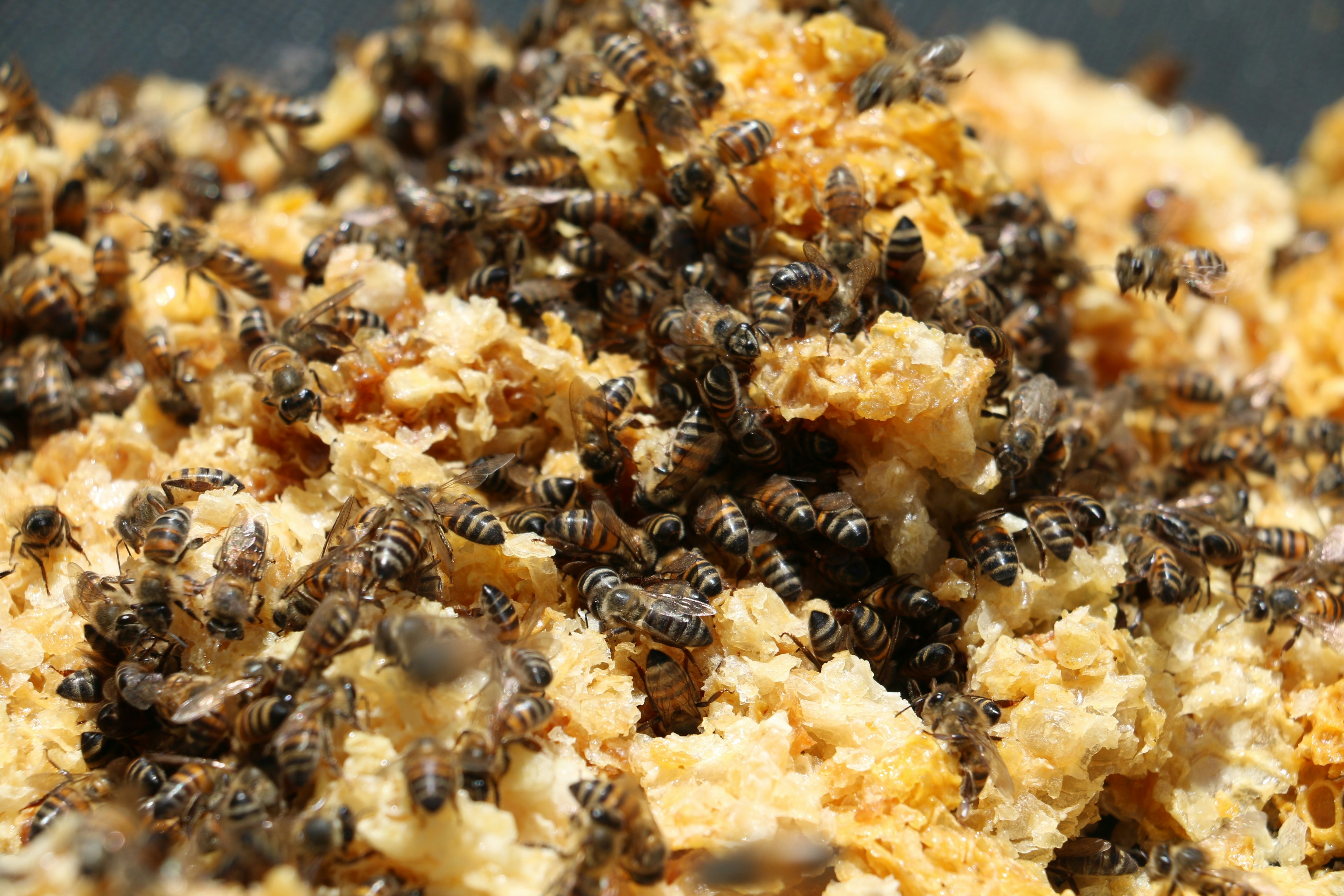 A close up of a pile of popcorn photo – Free Bee Image on Unsplash