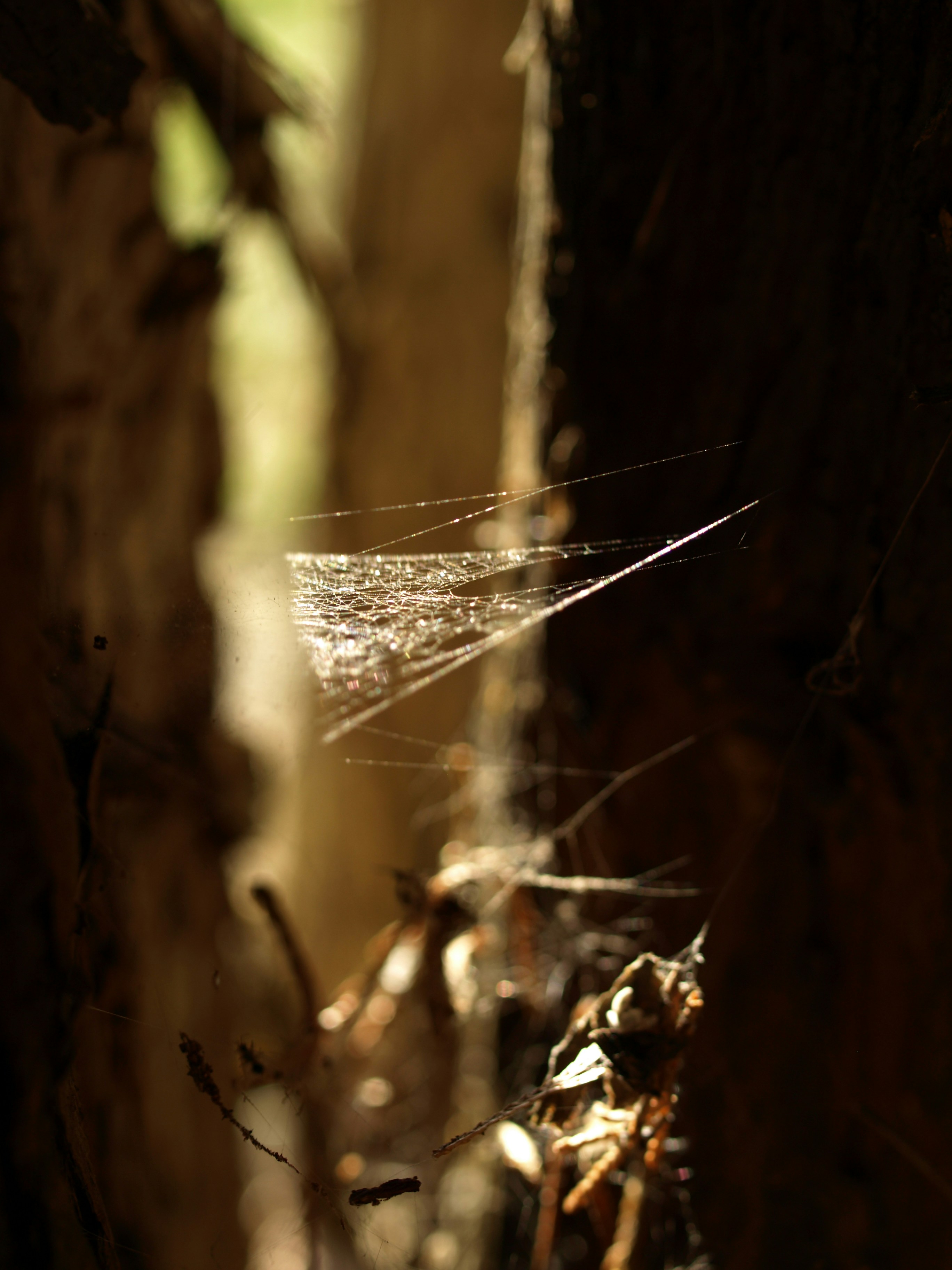 Delicate spiderweb glistening between two tree trunks, illuminated by soft natural light.