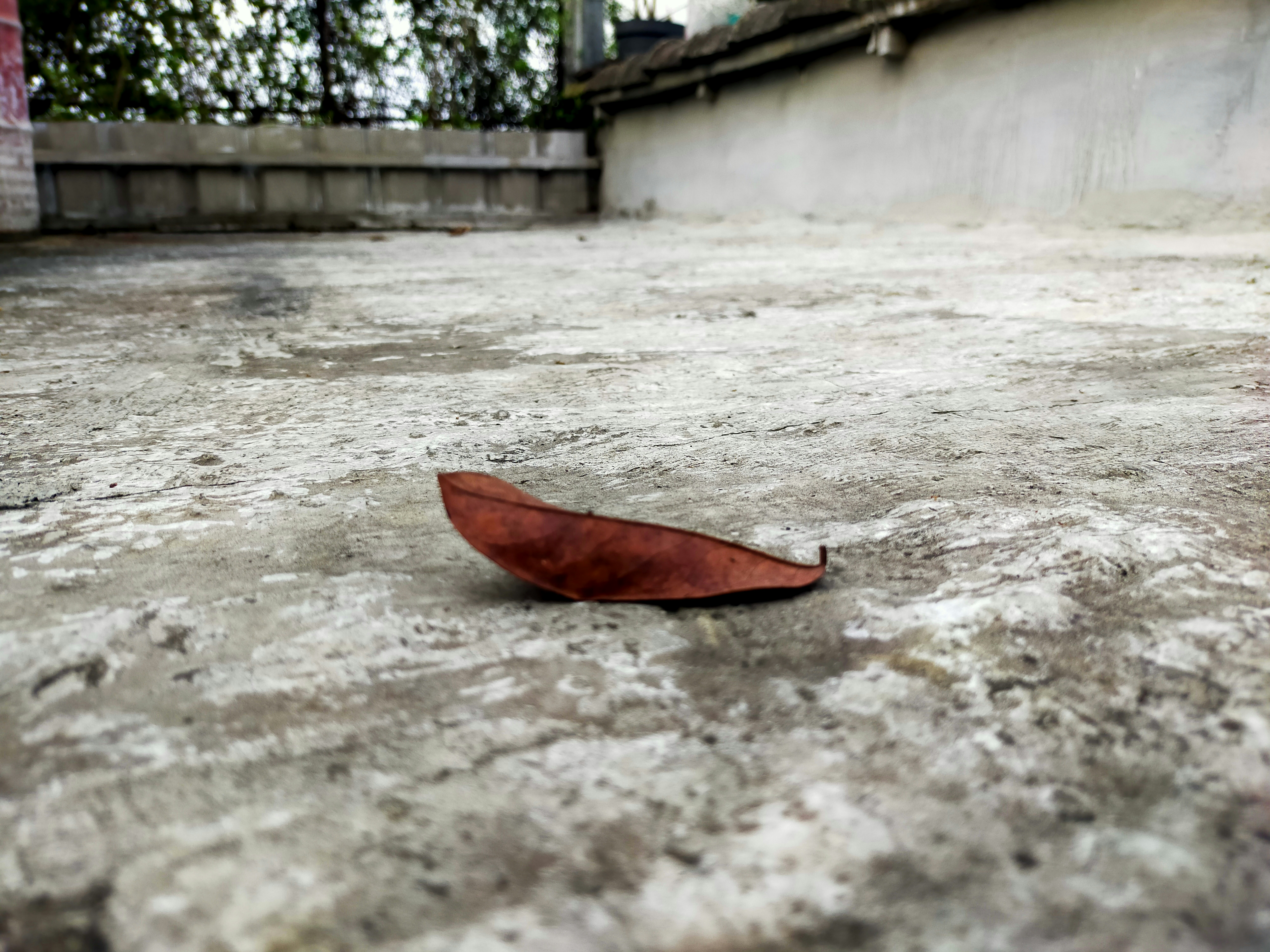 A solitary brown leaf rests on a weathered concrete surface, surrounded by a blurred backdrop of greenery.