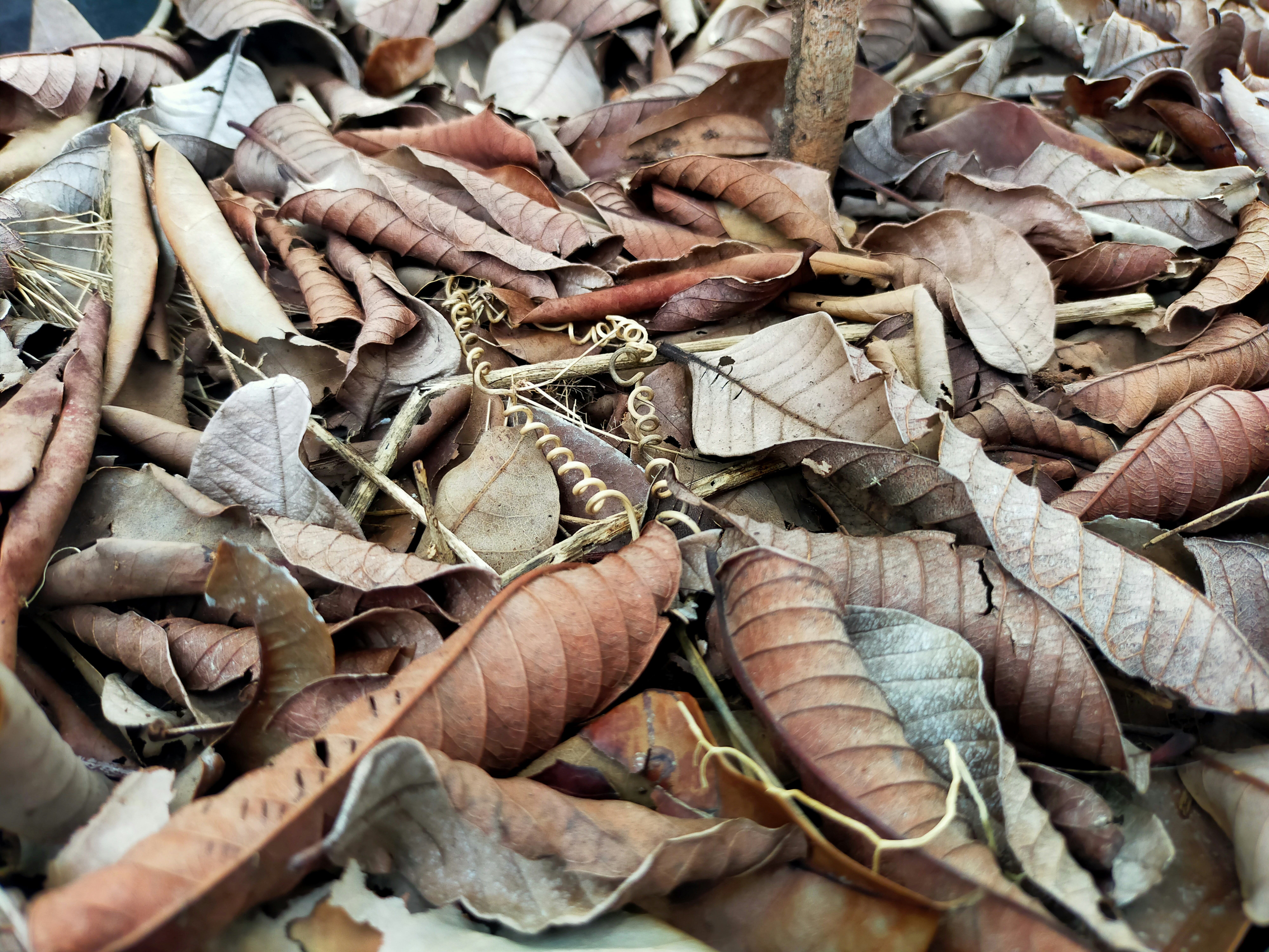 Macro photograph of dried, overlapping brown leaves with curling tendrils, highlighting texture and natural decay. The composition emphasizes layer textures and autumn's quiet palette.
