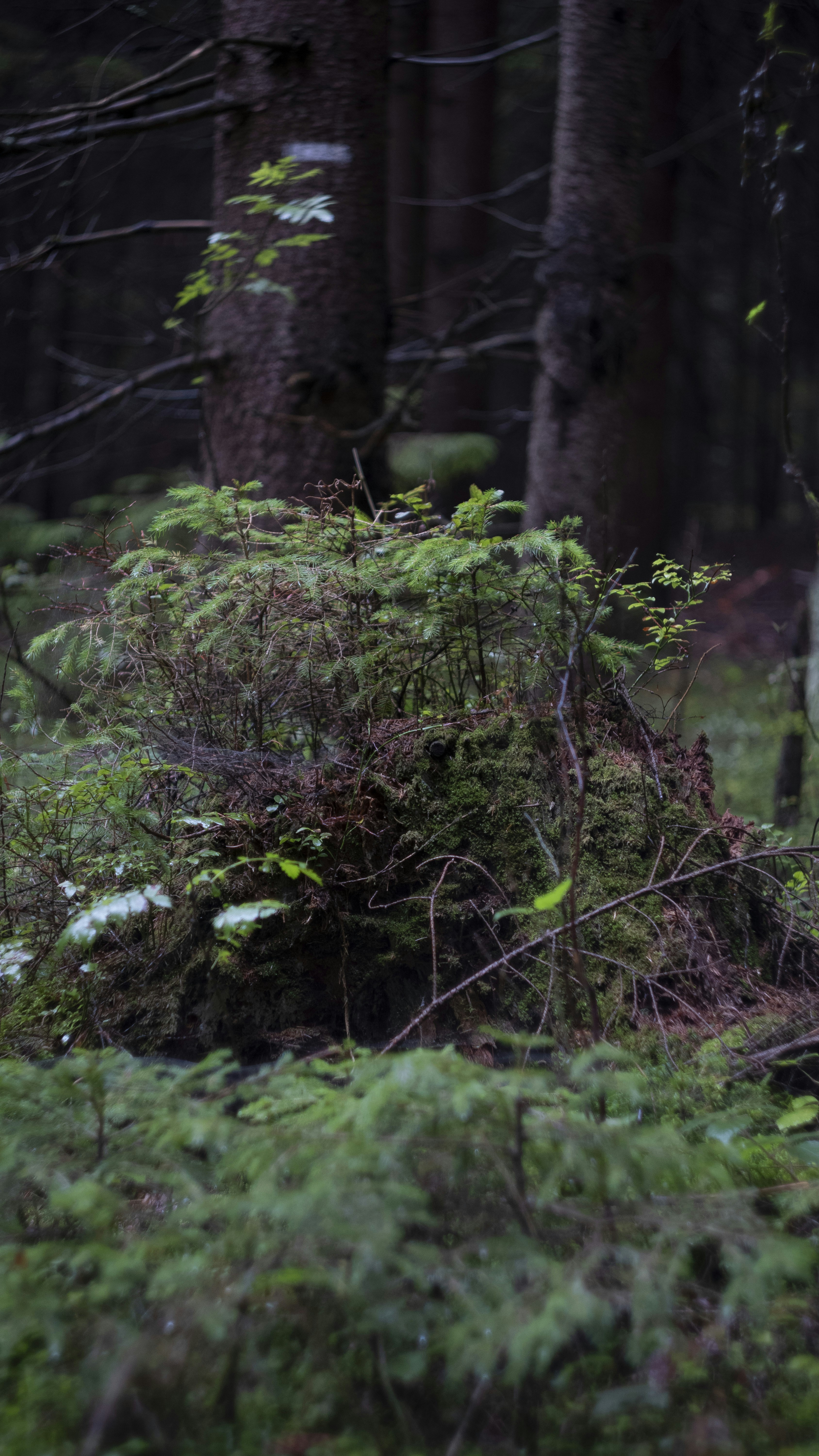 A bush in the woods photo – Free Image on Unsplash