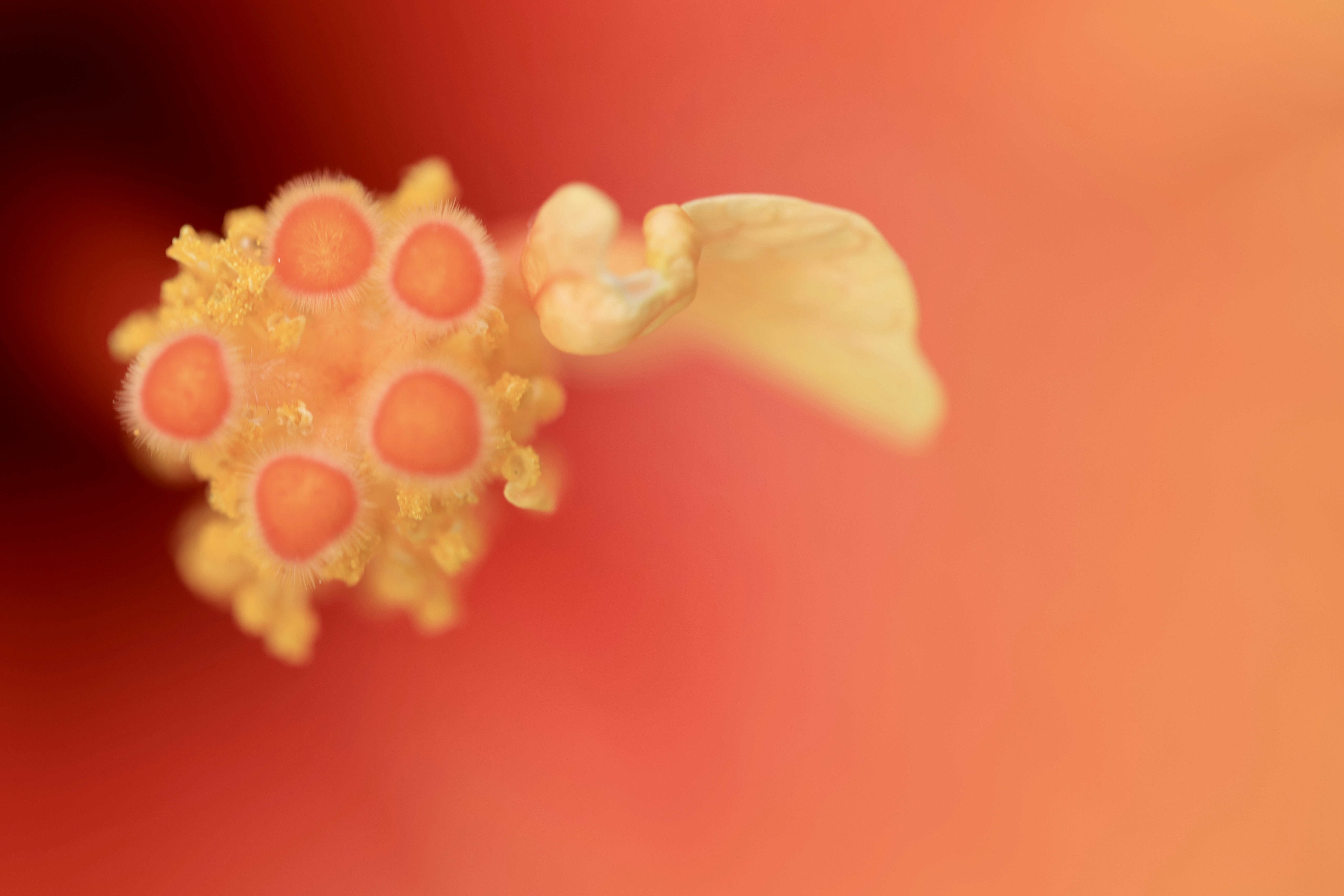 Close-up of Hibiscus Anther Cluster in Soft Orange Glow