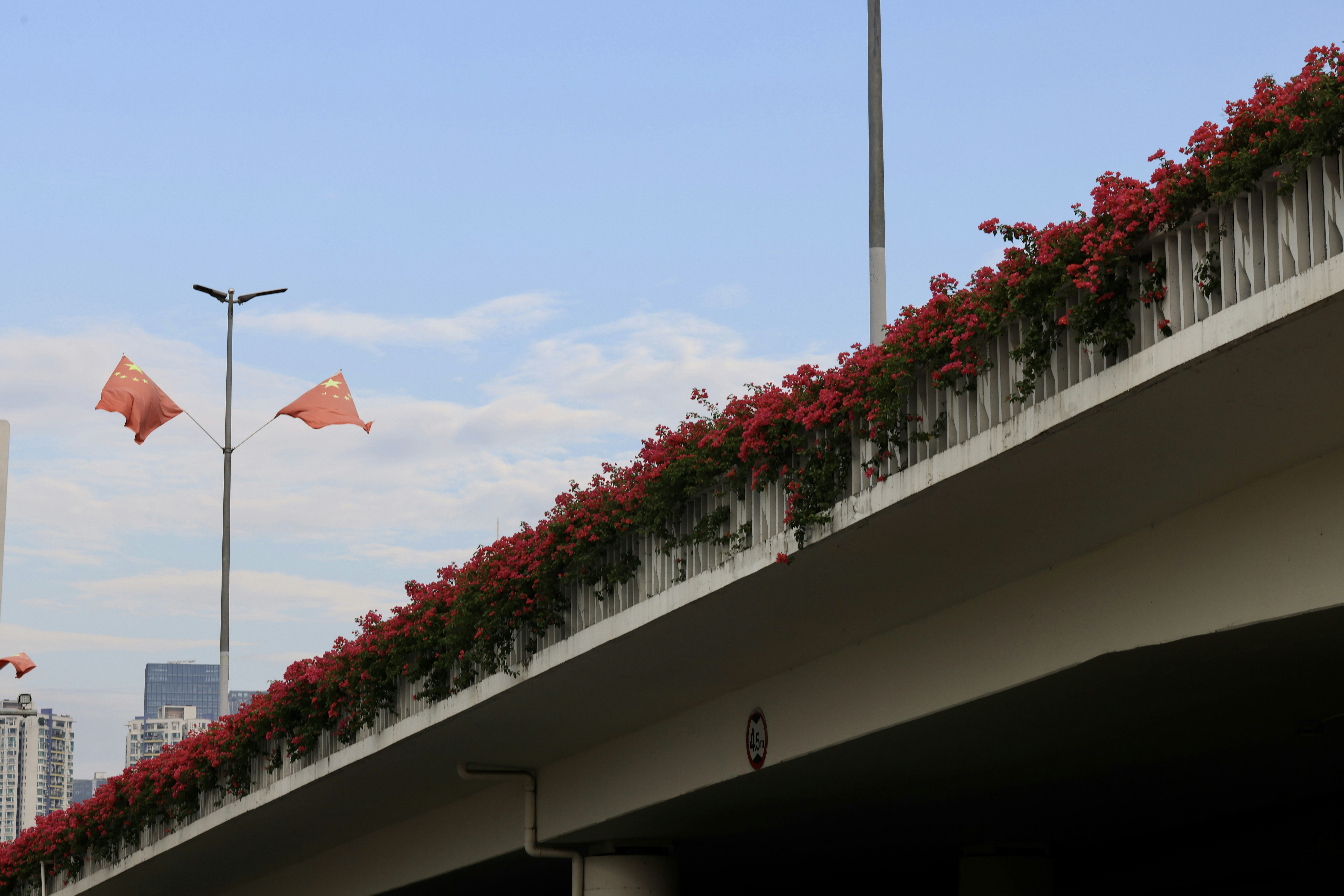 Crimson Veranda: Red Florals Framing a City Overpass