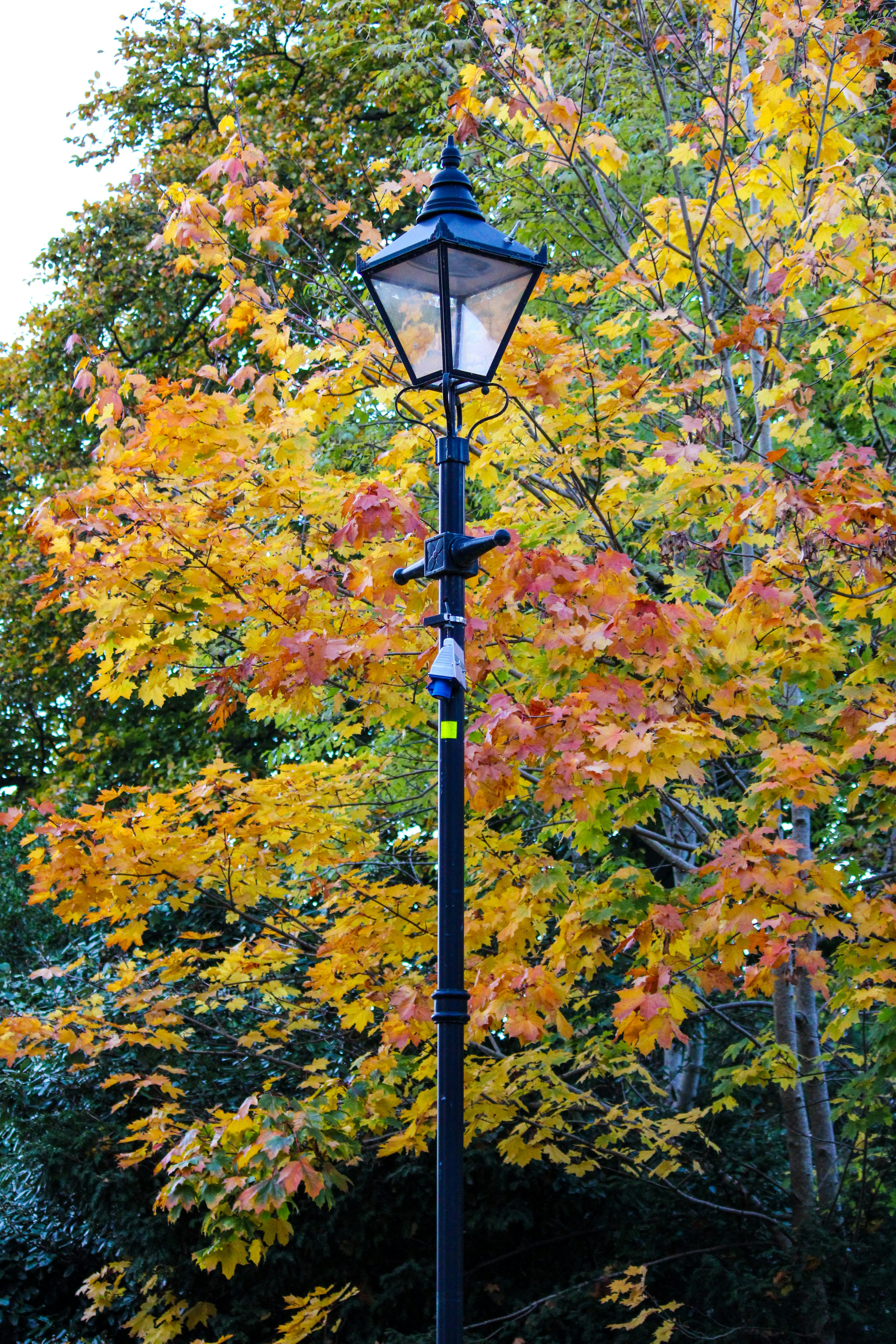 A lamp post with trees around it photo – Free Sutton coldfield town ...