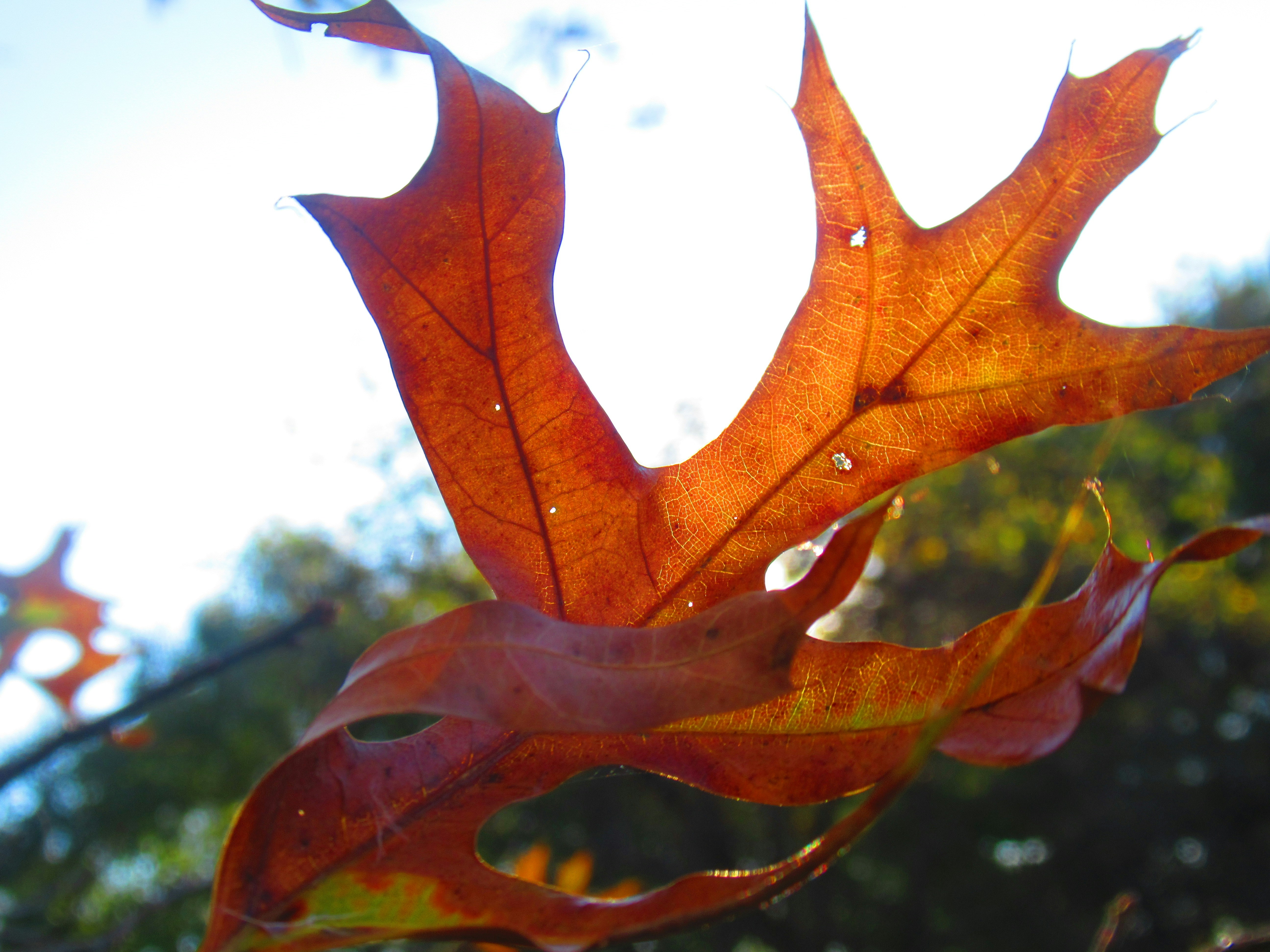 A close up of a leaf photo – Free Leafe Image on Unsplash