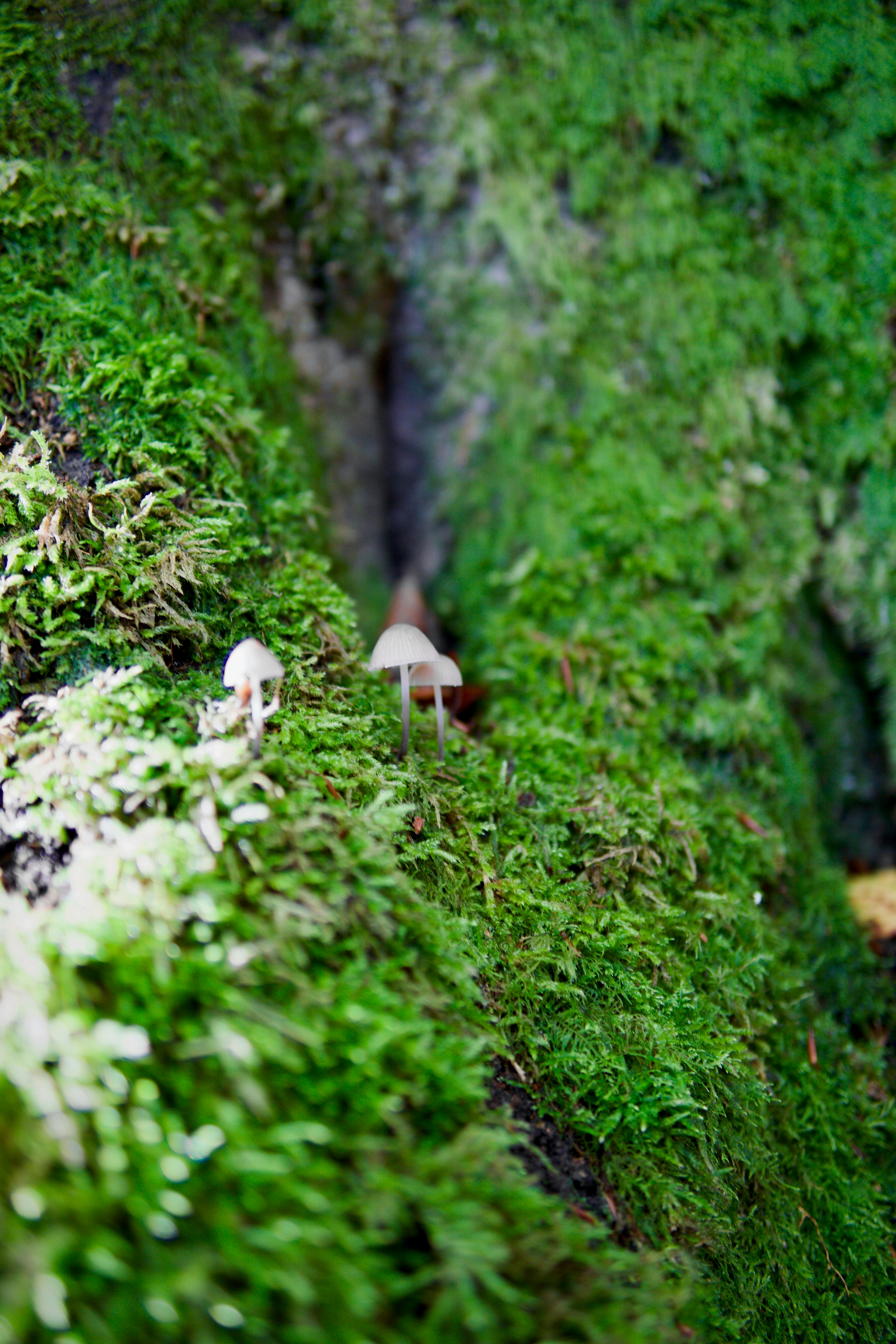 Delicate white mushrooms emerging from a lush green mossy surface in a forest setting.