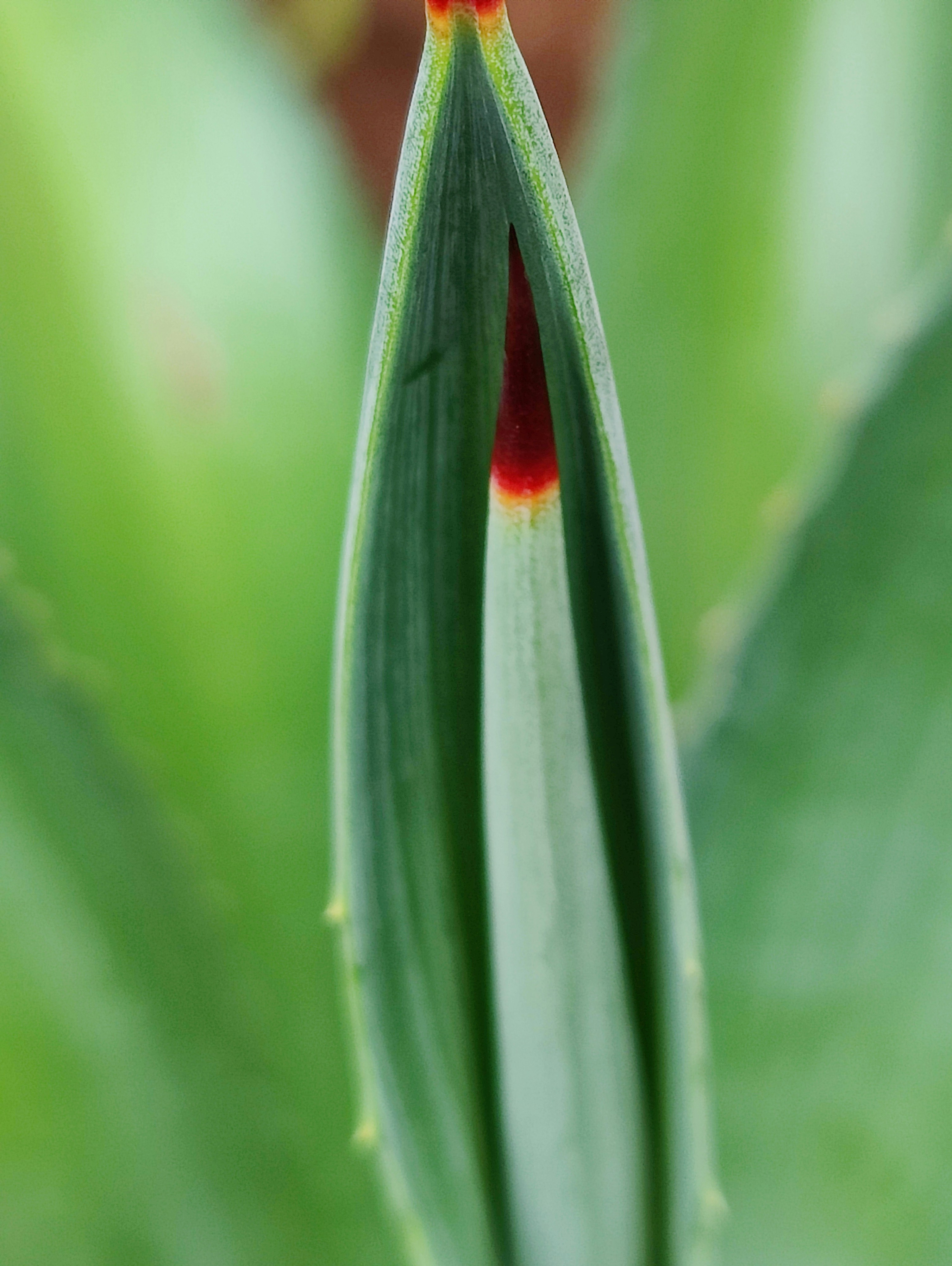 a close up of a plant