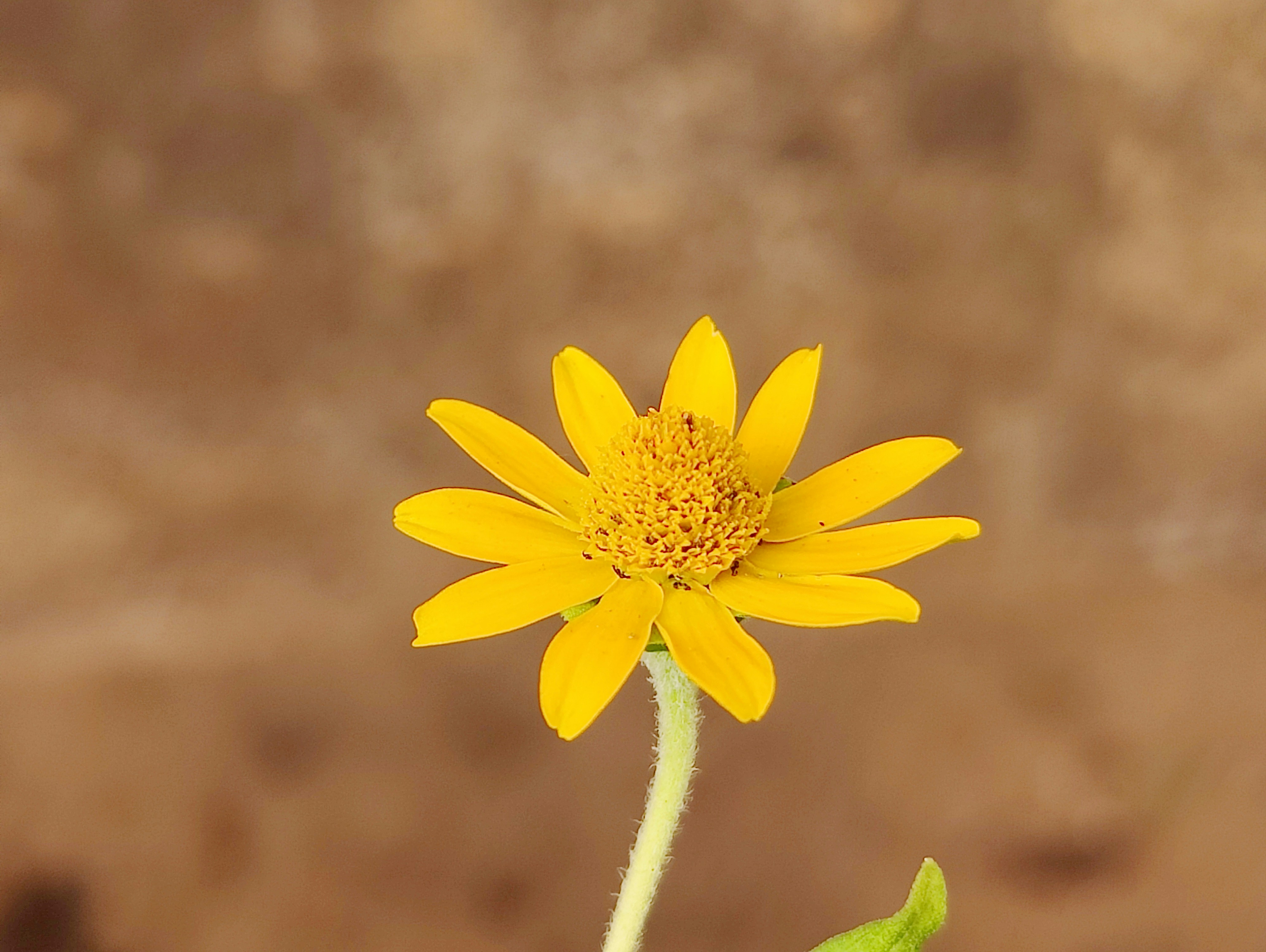 Bright yellow flower with a central cluster of tiny florets, set against a blurred earthy background.