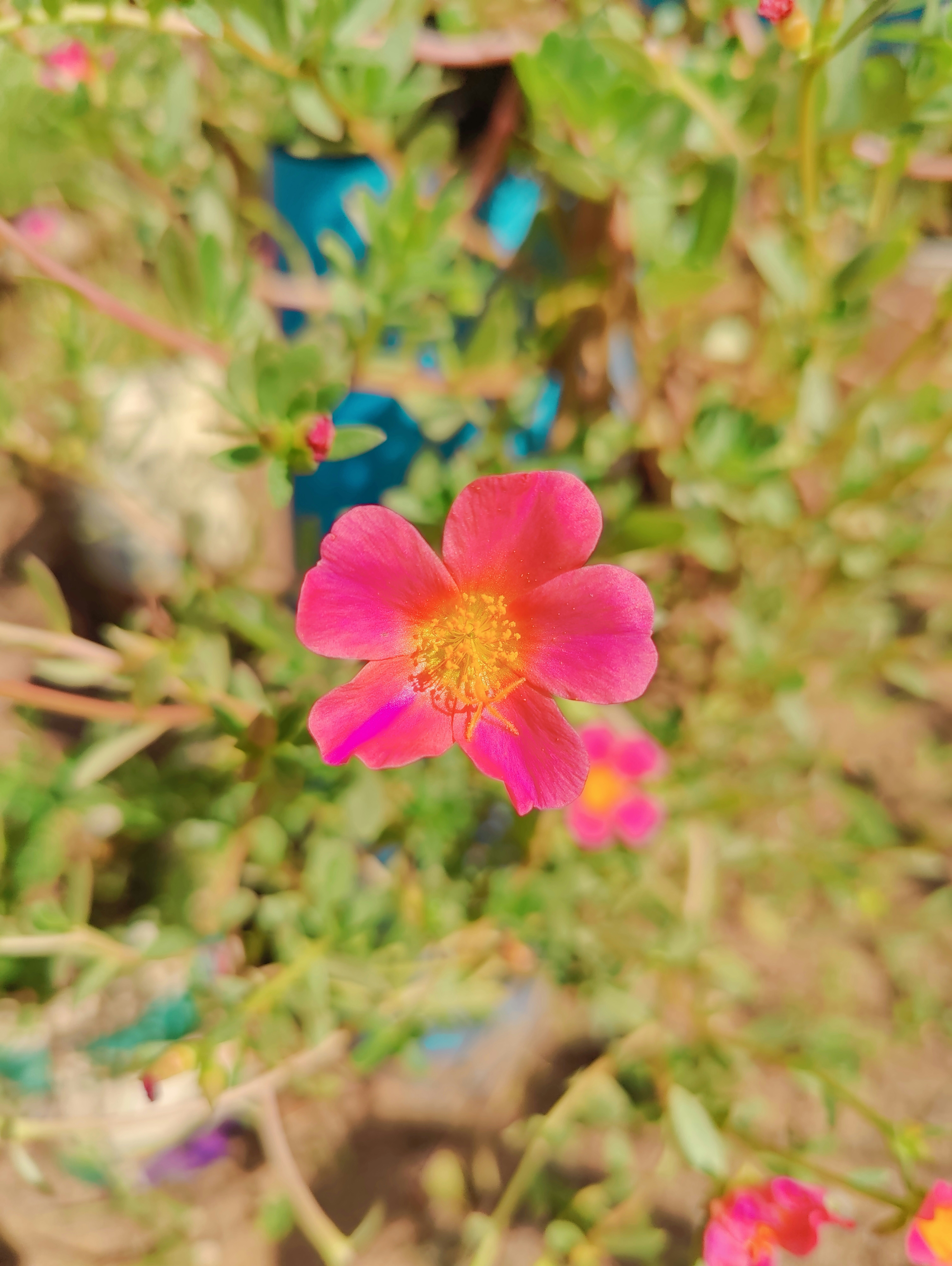 Magenta Blossom in a Soft-Focus Garden