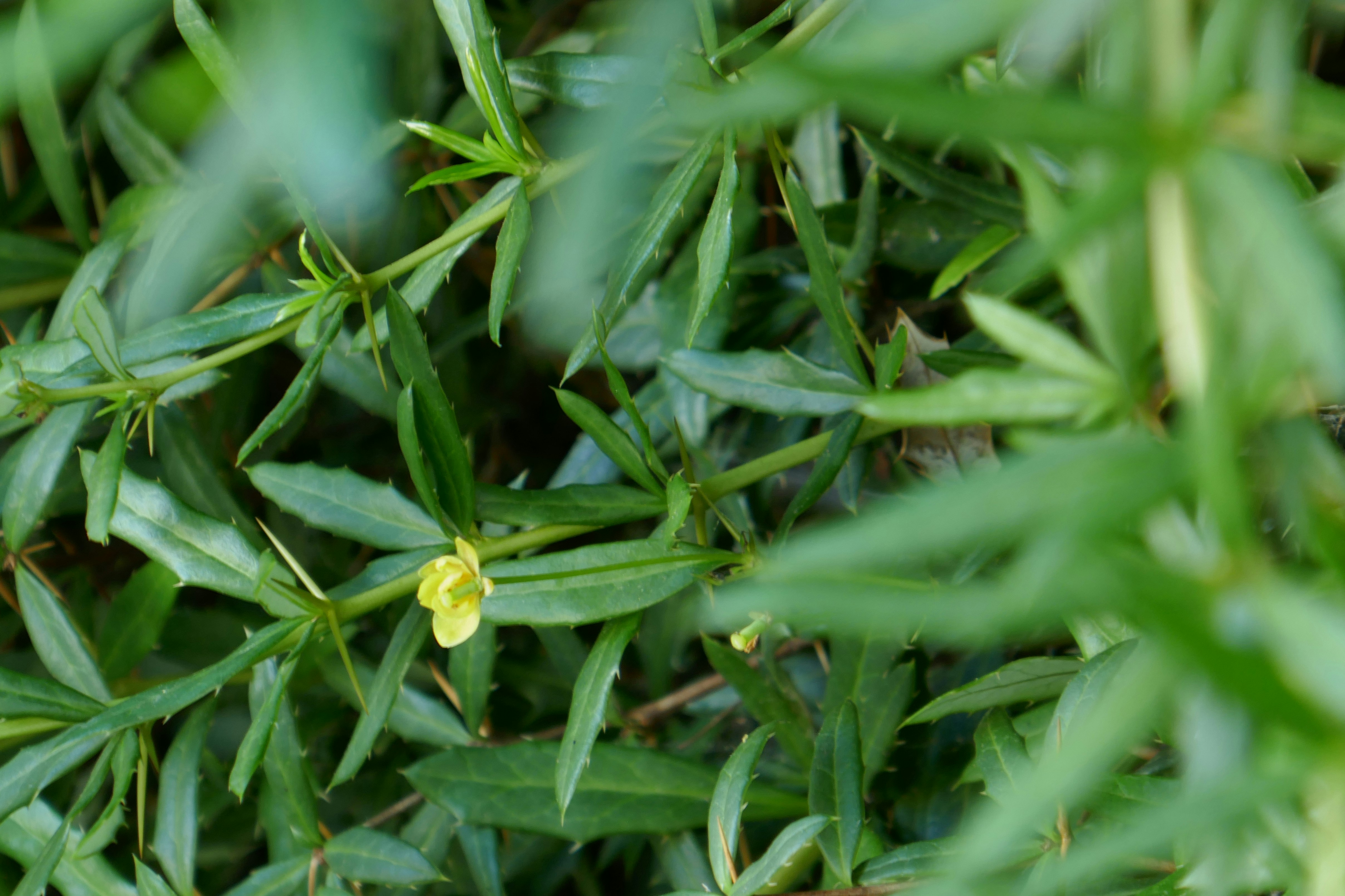 Close-up of slender evergreen leaves forming a dense canopy. A single yellow bloom sits near the center-left, adding a bright focal point.