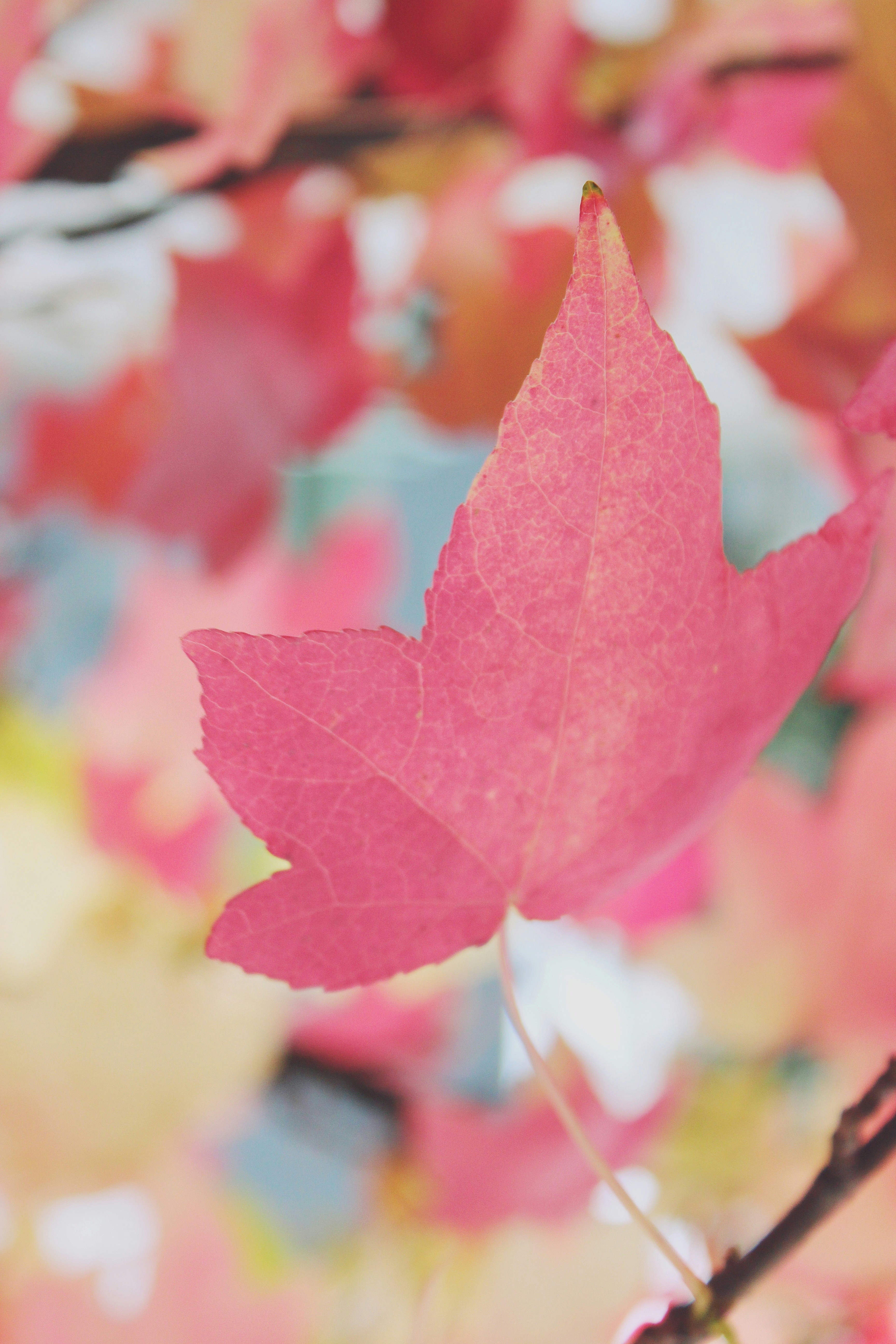 Pink Maple Leaf in an Intimate Portrait of Autumn Light