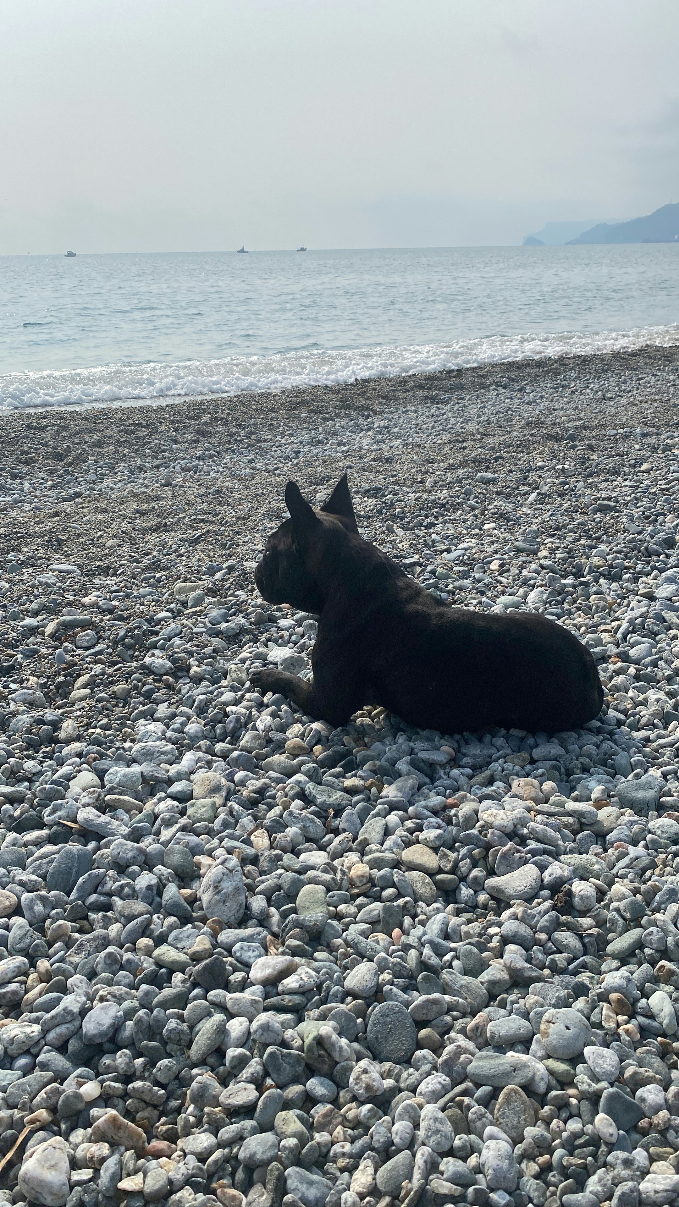 Pebble Beach Sentinel: A Black Dog Gazing at the Quiet Atlantic