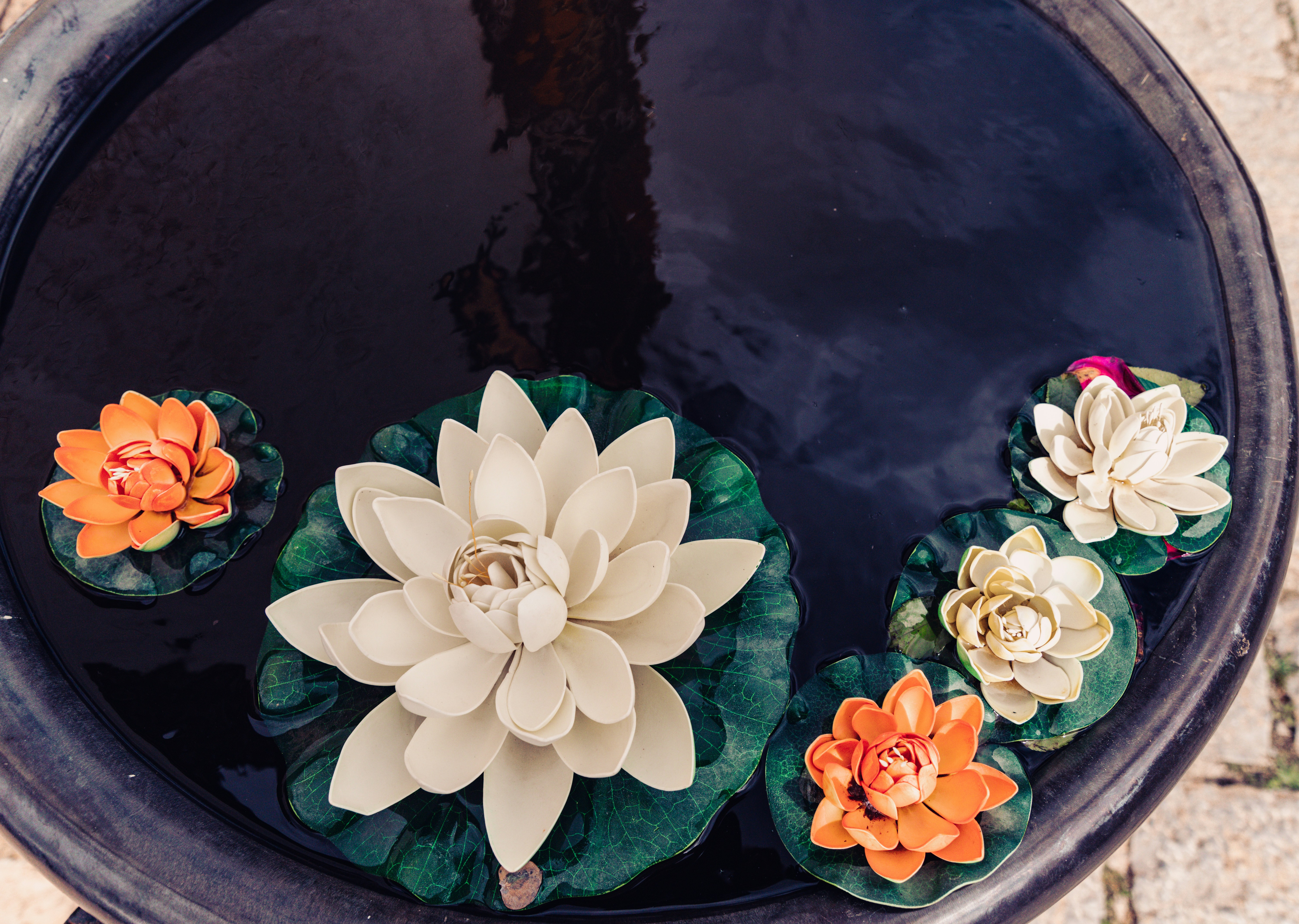 Floating Succulents: Blossoms Adrift in Dark Water