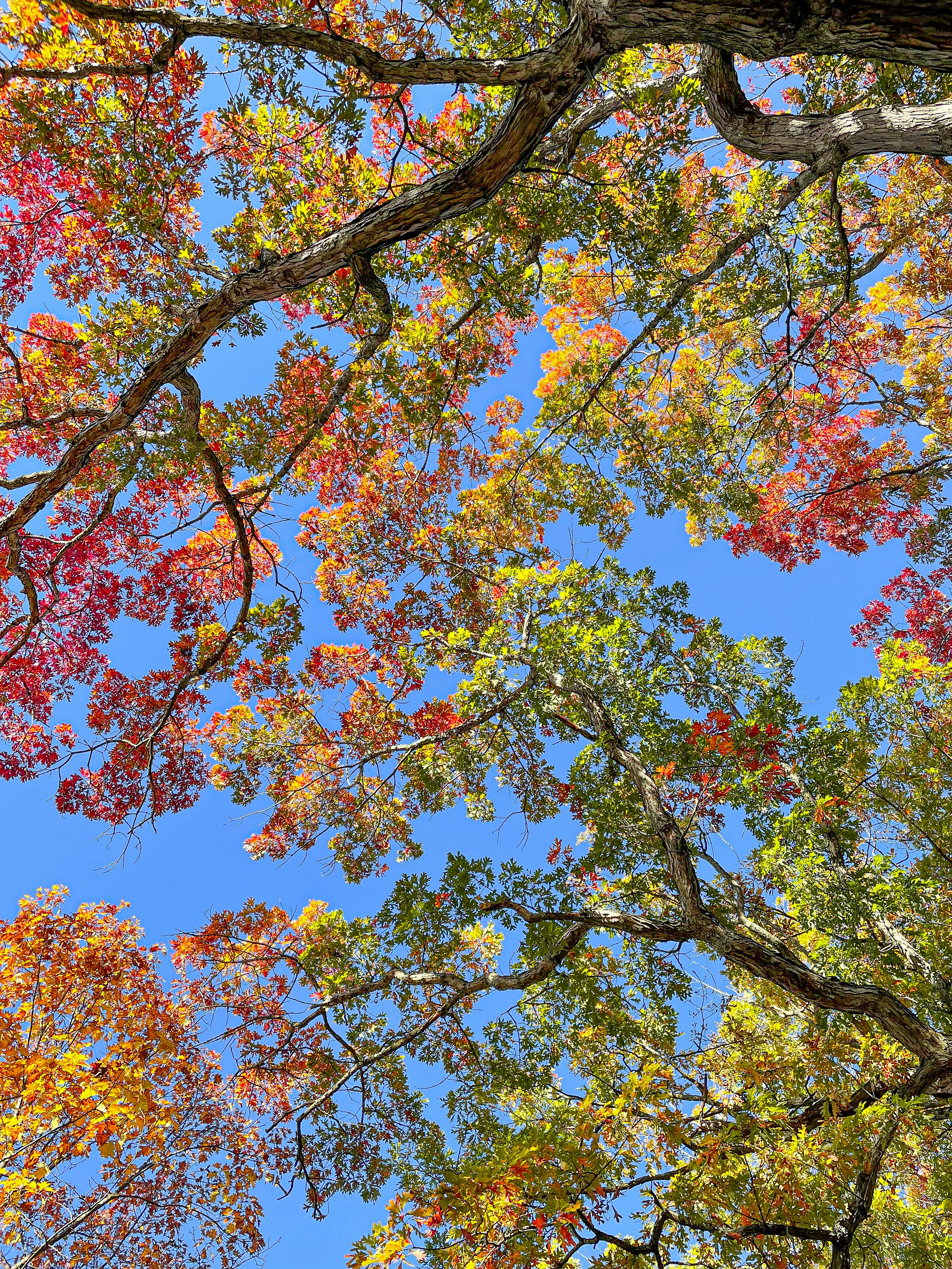 Skyward Palette: An Autumn Canopy Framed by Maple Branches