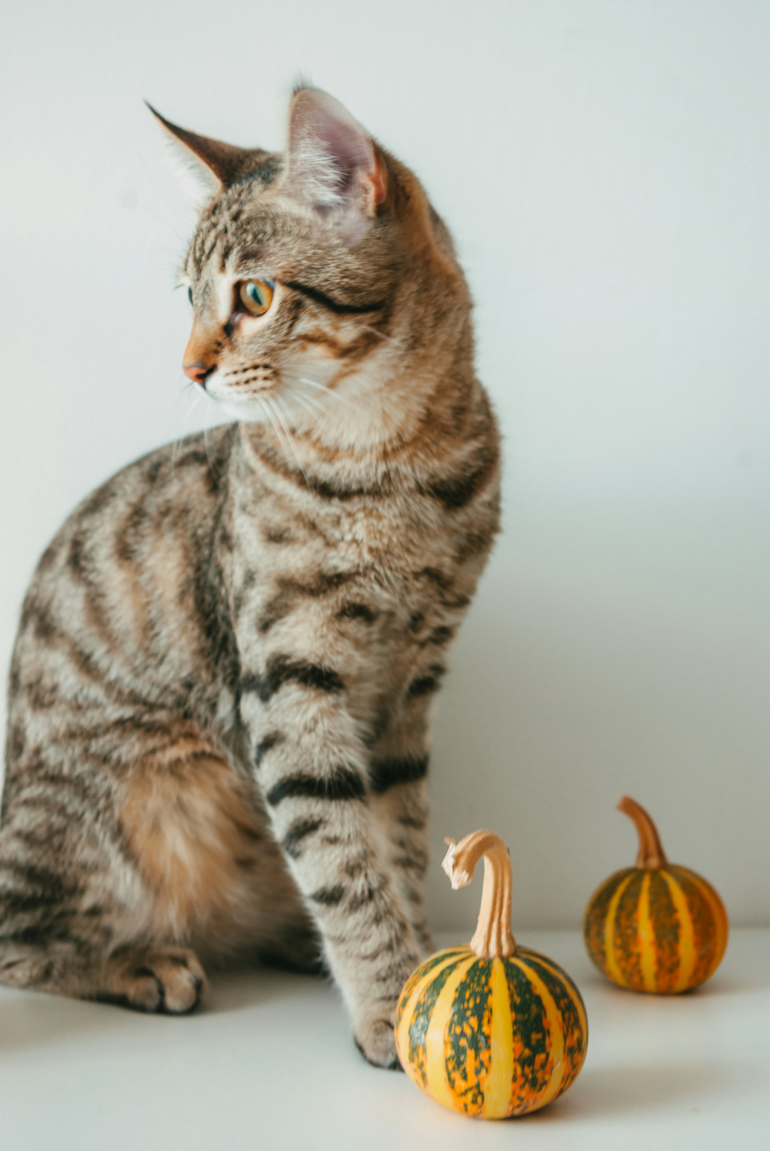 a cat sitting next to pumpkins