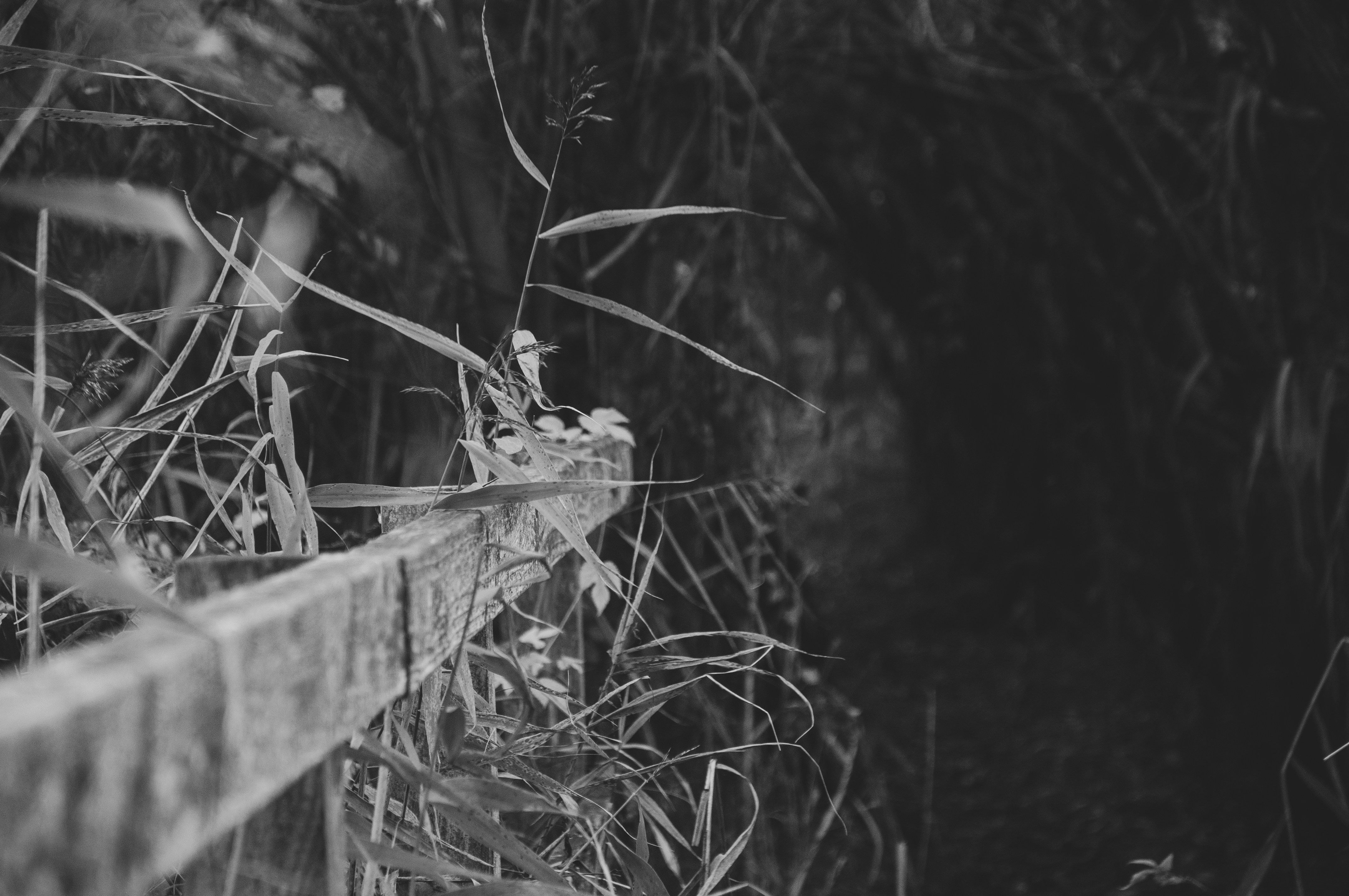 Entering a dark wood..